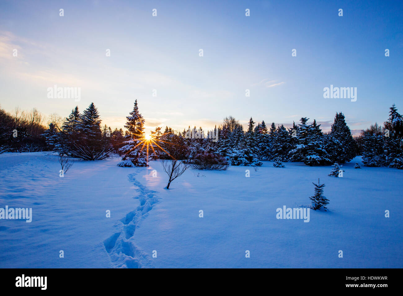 Canadian winter landscape with Fir (Abies) forest in Canada Stock Photo ...