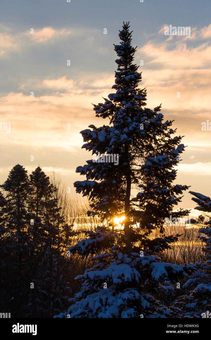 Canadian winter landscape with Fir (Abies) forest in Canada Stock Photo ...