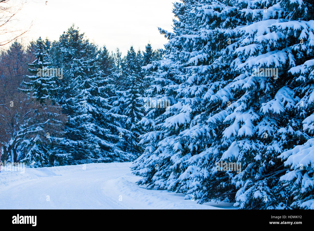 Canadian winter landscape with Fir (Abies) forest in Canada Stock Photo ...
