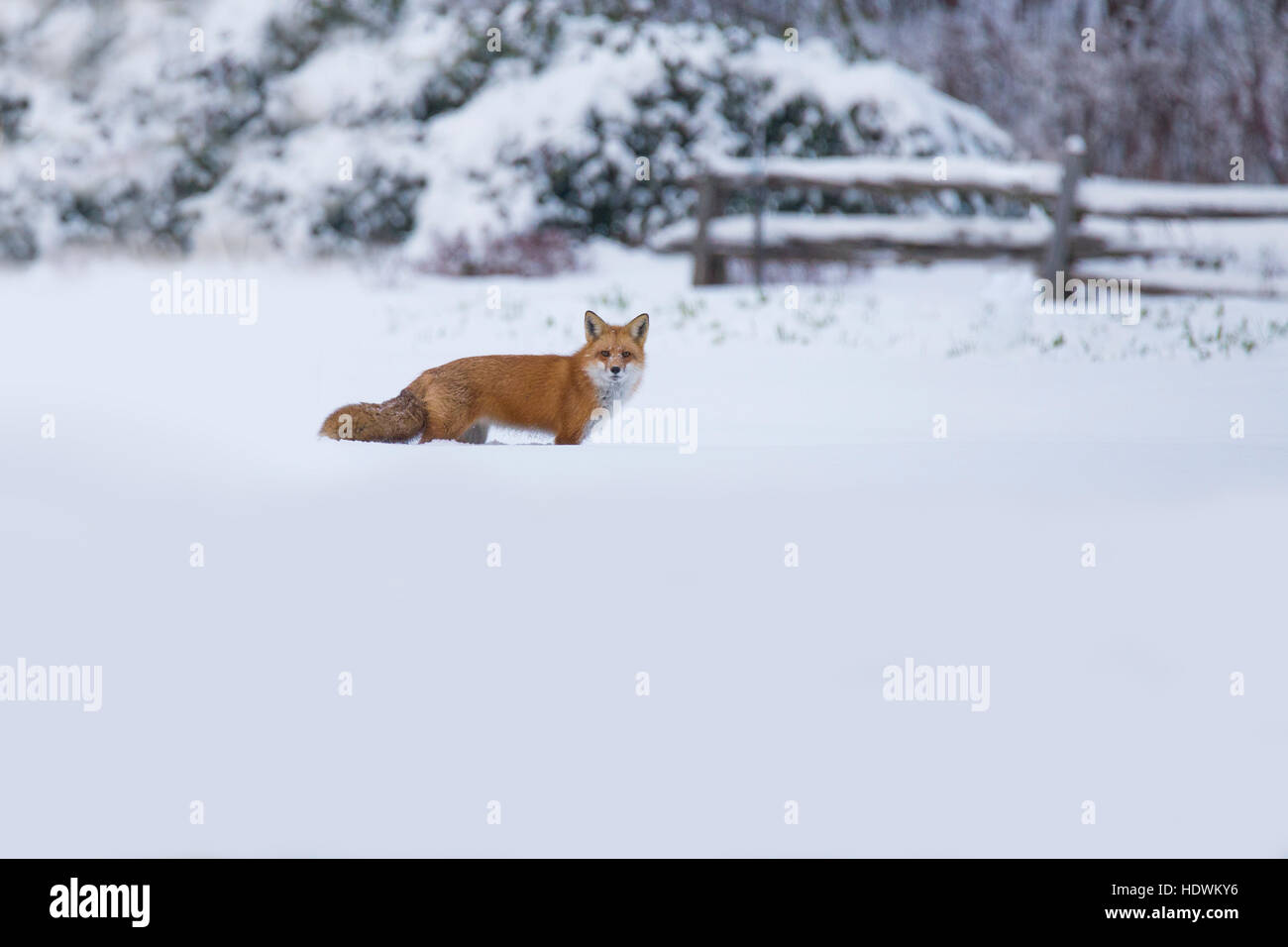 Male red fox in winter Stock Photo - Alamy