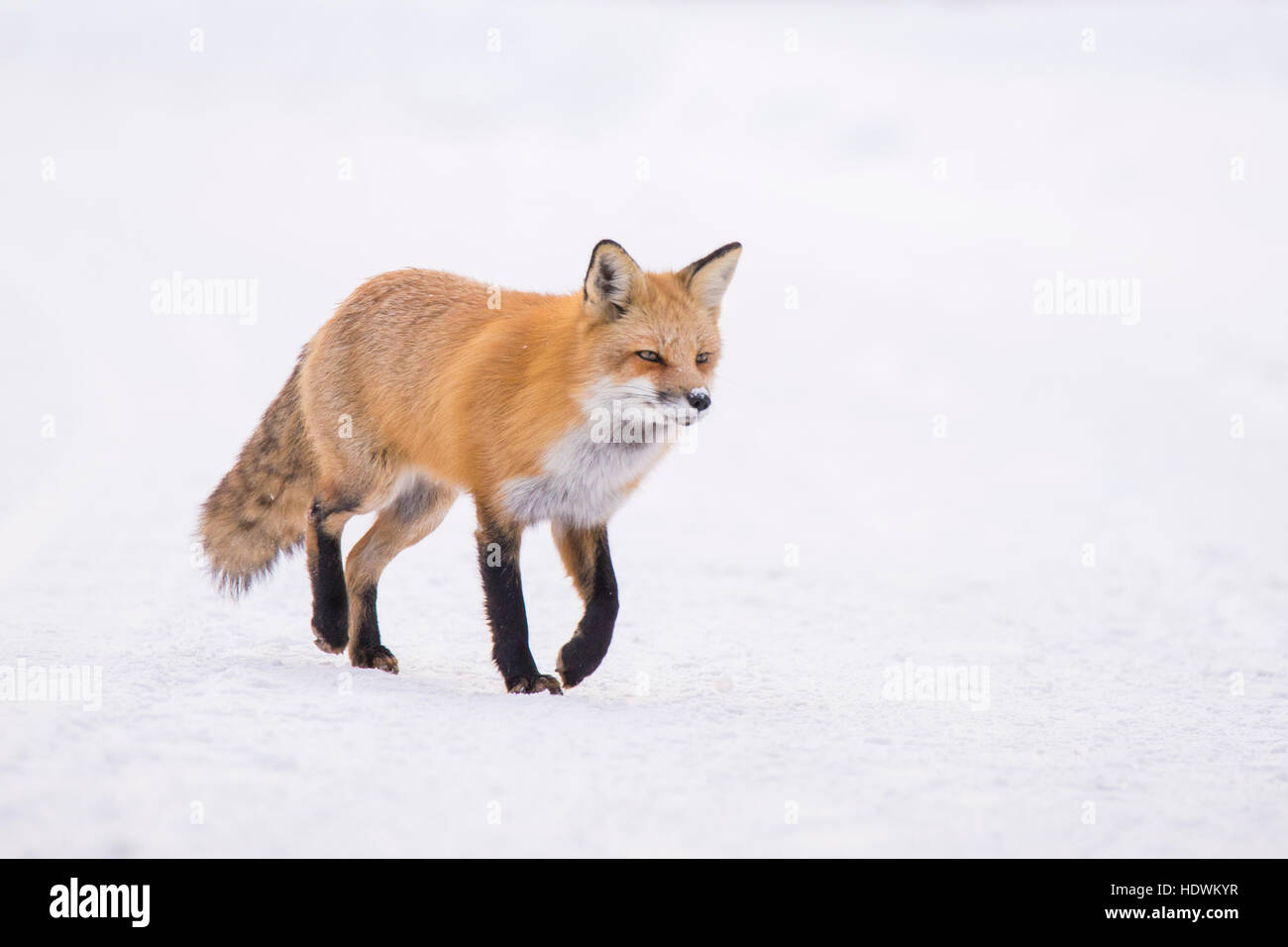 Male red fox in winter Stock Photo - Alamy