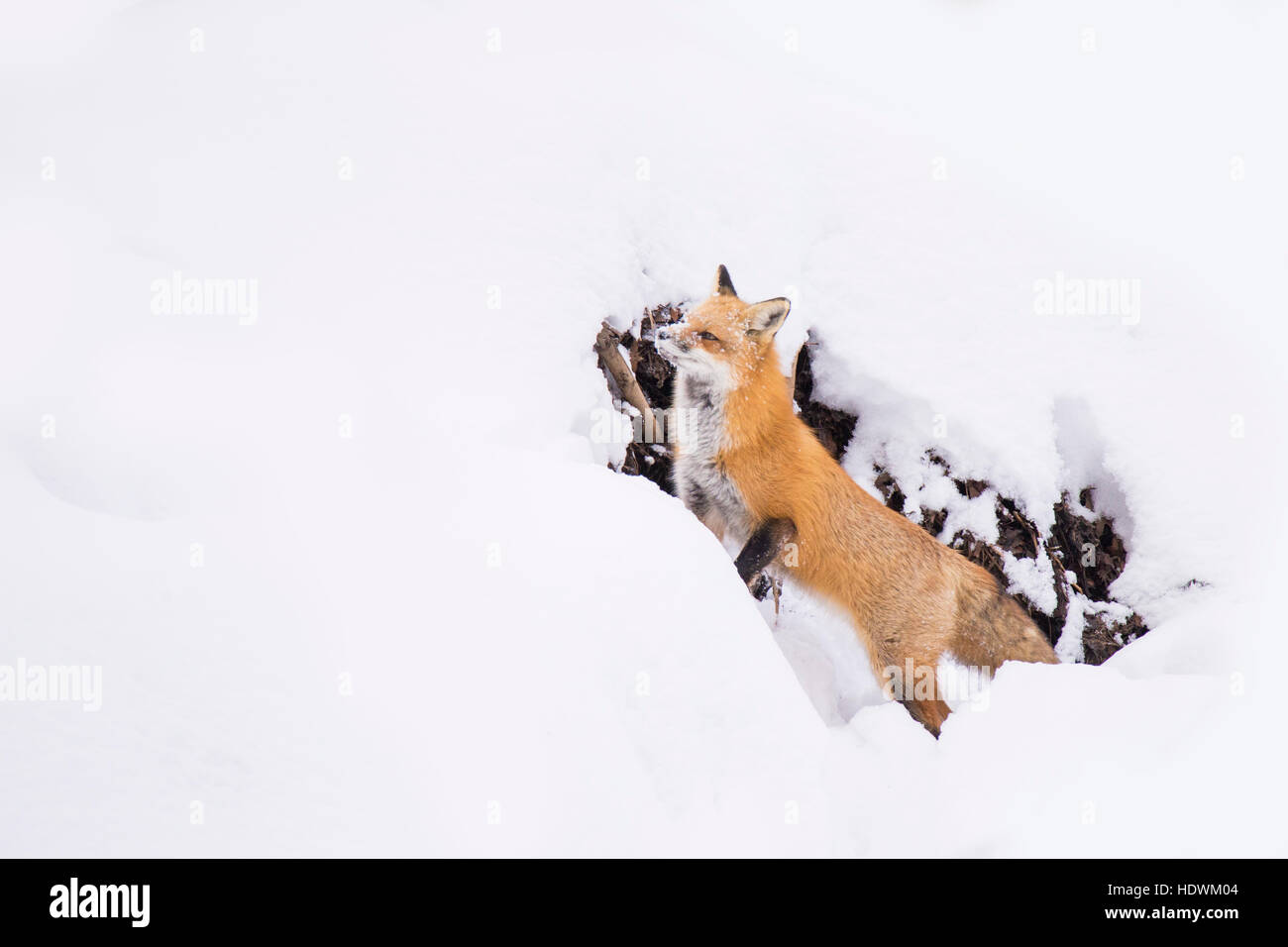 Male red fox in winter Stock Photo - Alamy