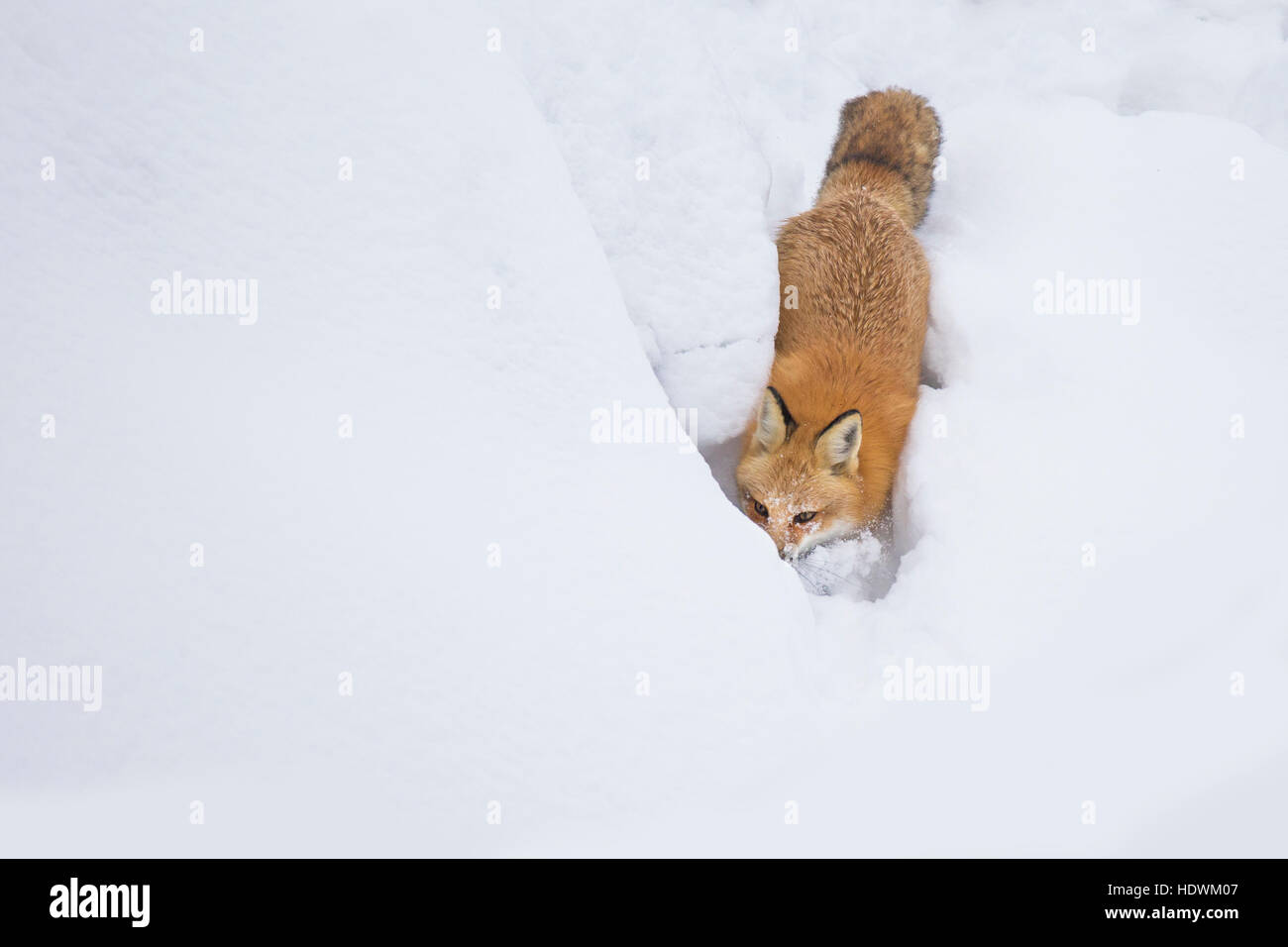 Male red fox in winter Stock Photo - Alamy