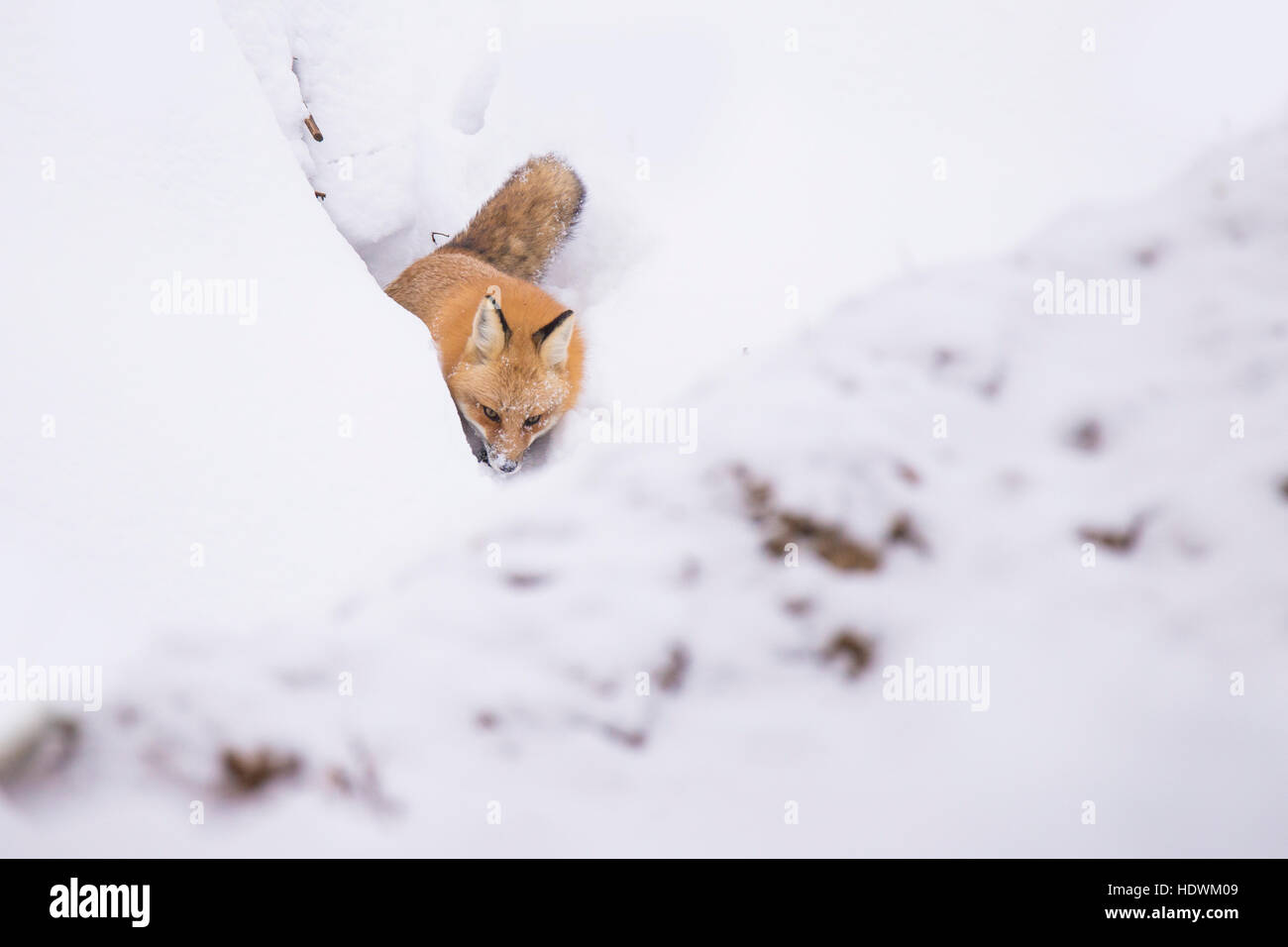 Male red fox in winter Stock Photo - Alamy