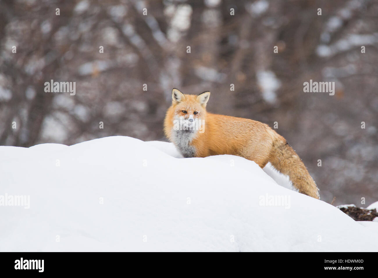 Male red fox in winter Stock Photo - Alamy