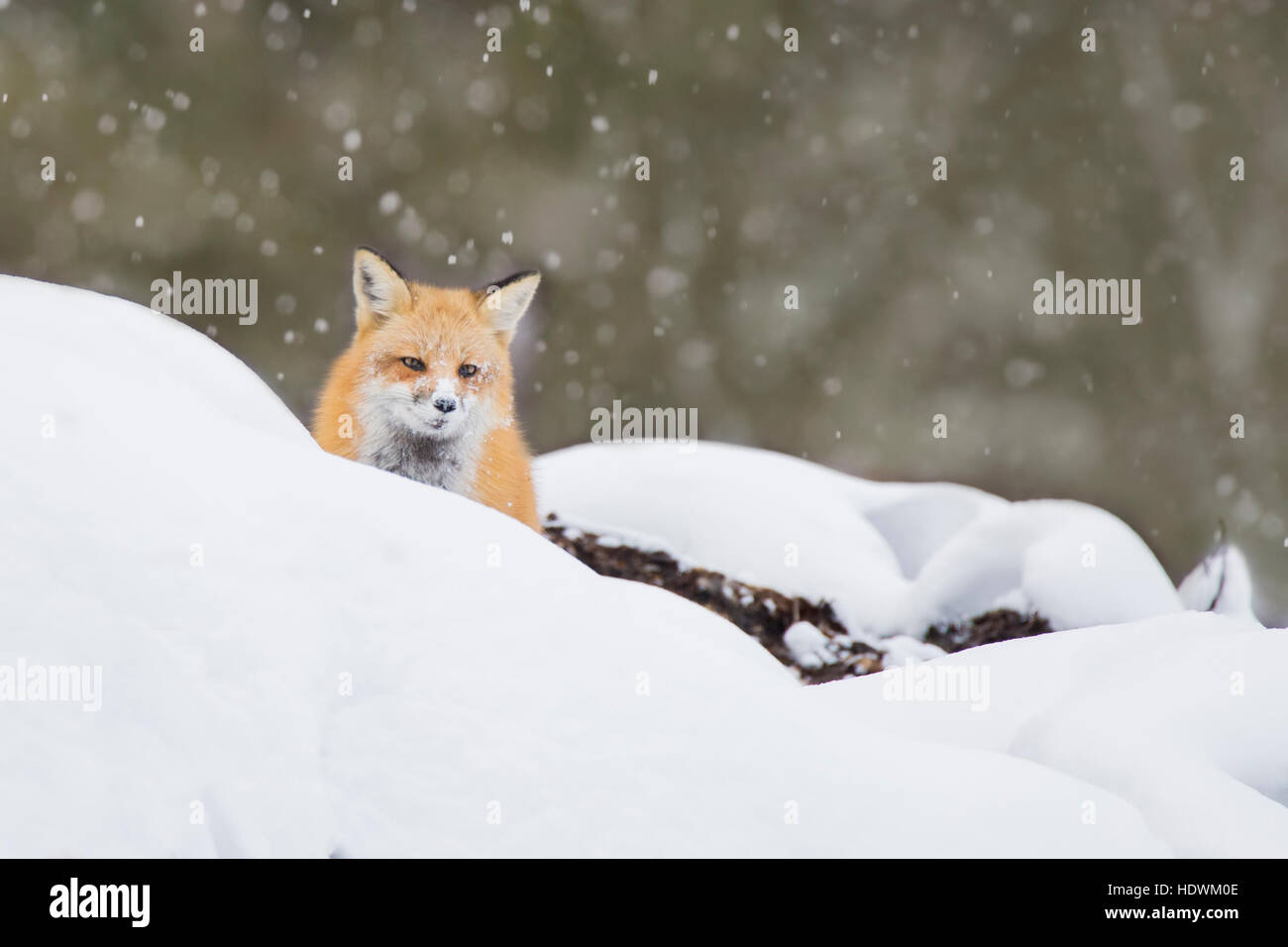 Male red fox in winter Stock Photo - Alamy