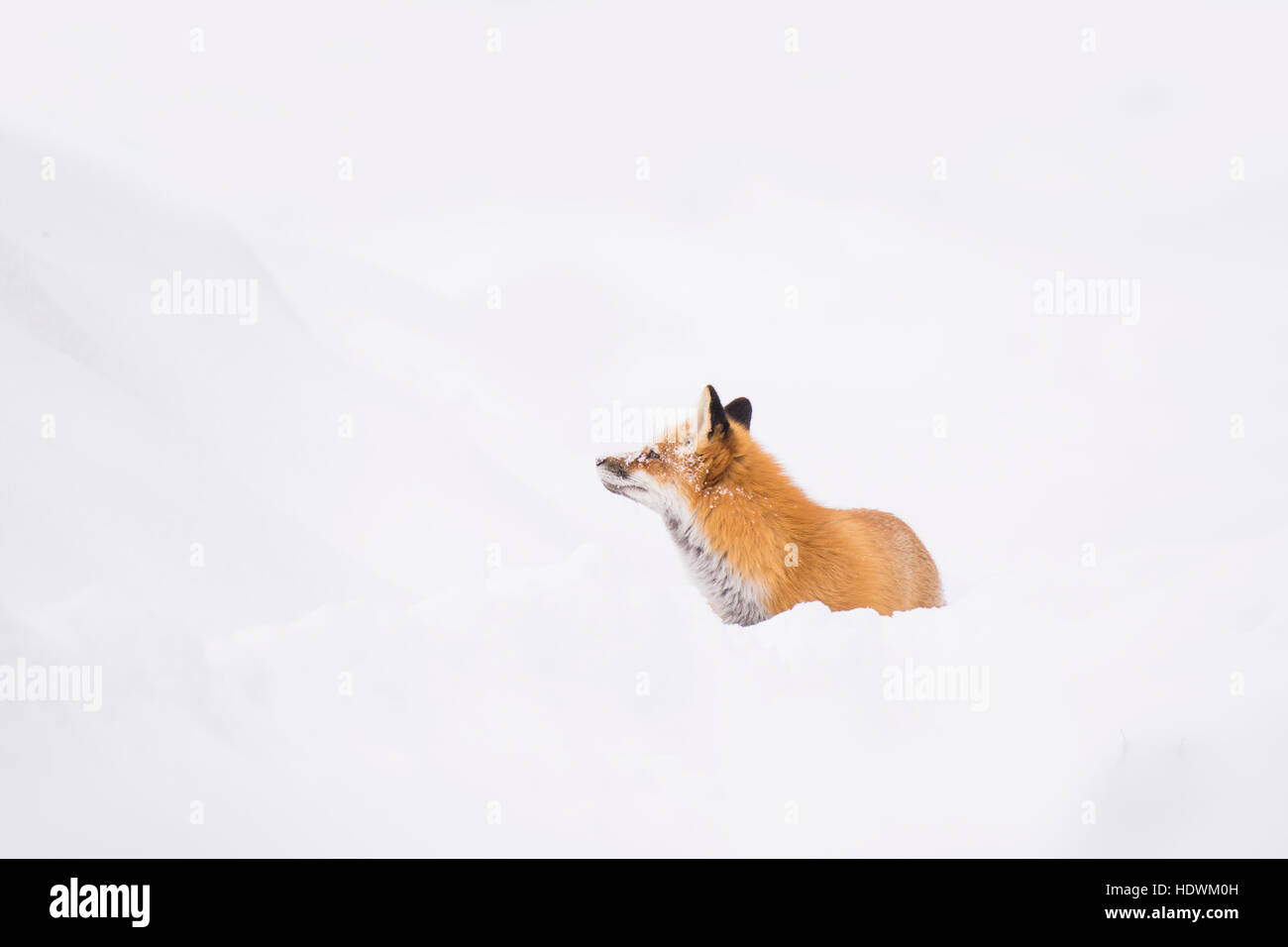 Male red fox in winter Stock Photo - Alamy