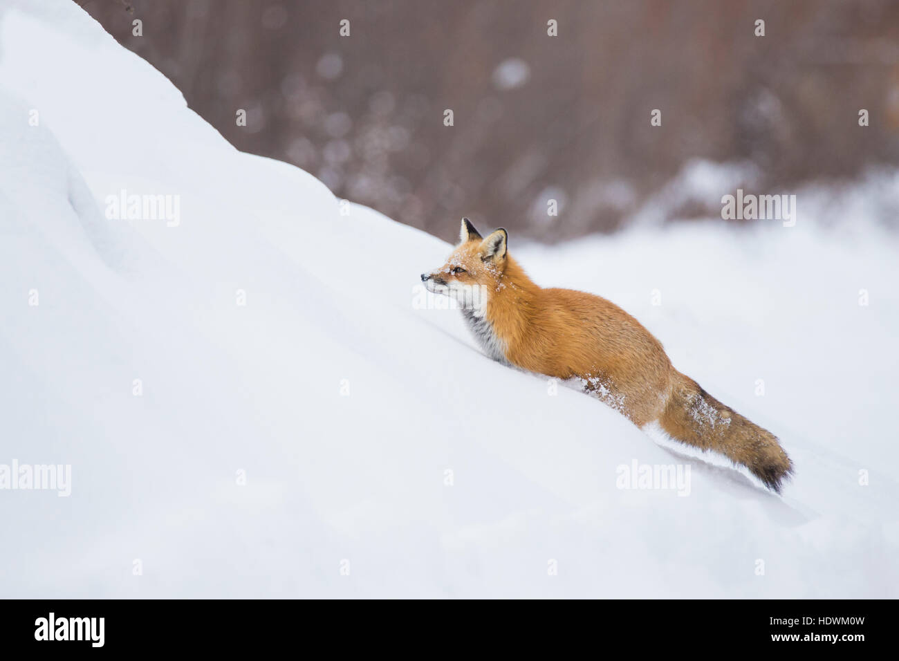 Male red fox in winter Stock Photo - Alamy