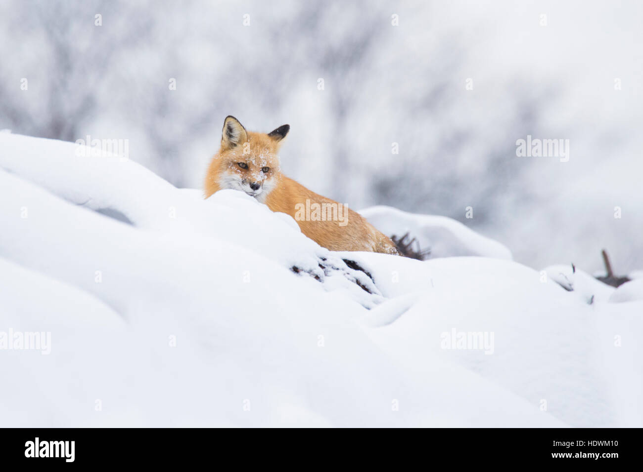 Male red fox in winter Stock Photo - Alamy
