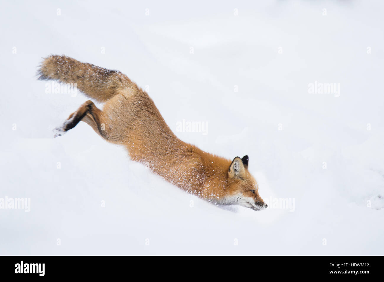 Male red fox in winter Stock Photo - Alamy