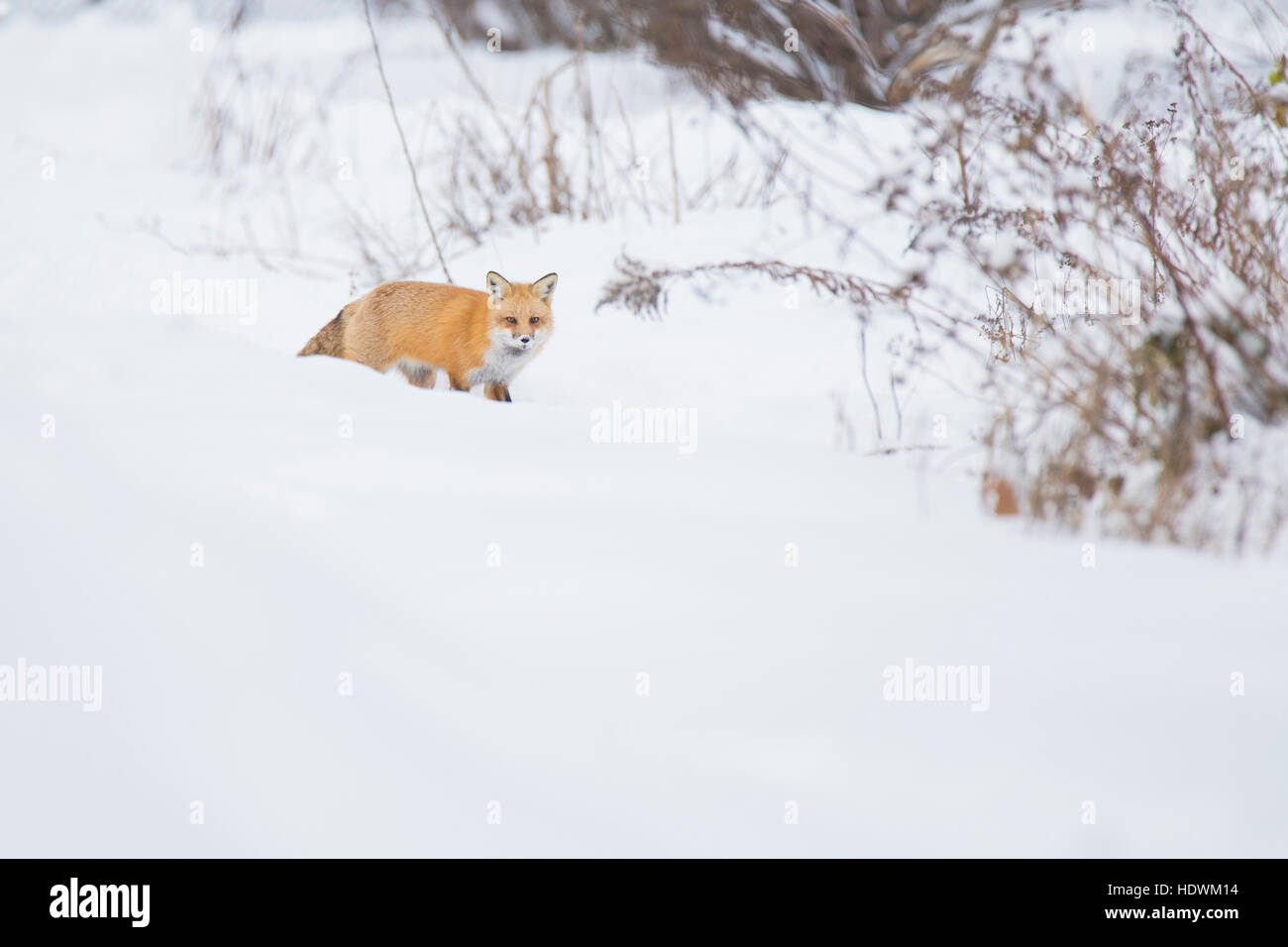 Male red fox in winter Stock Photo - Alamy