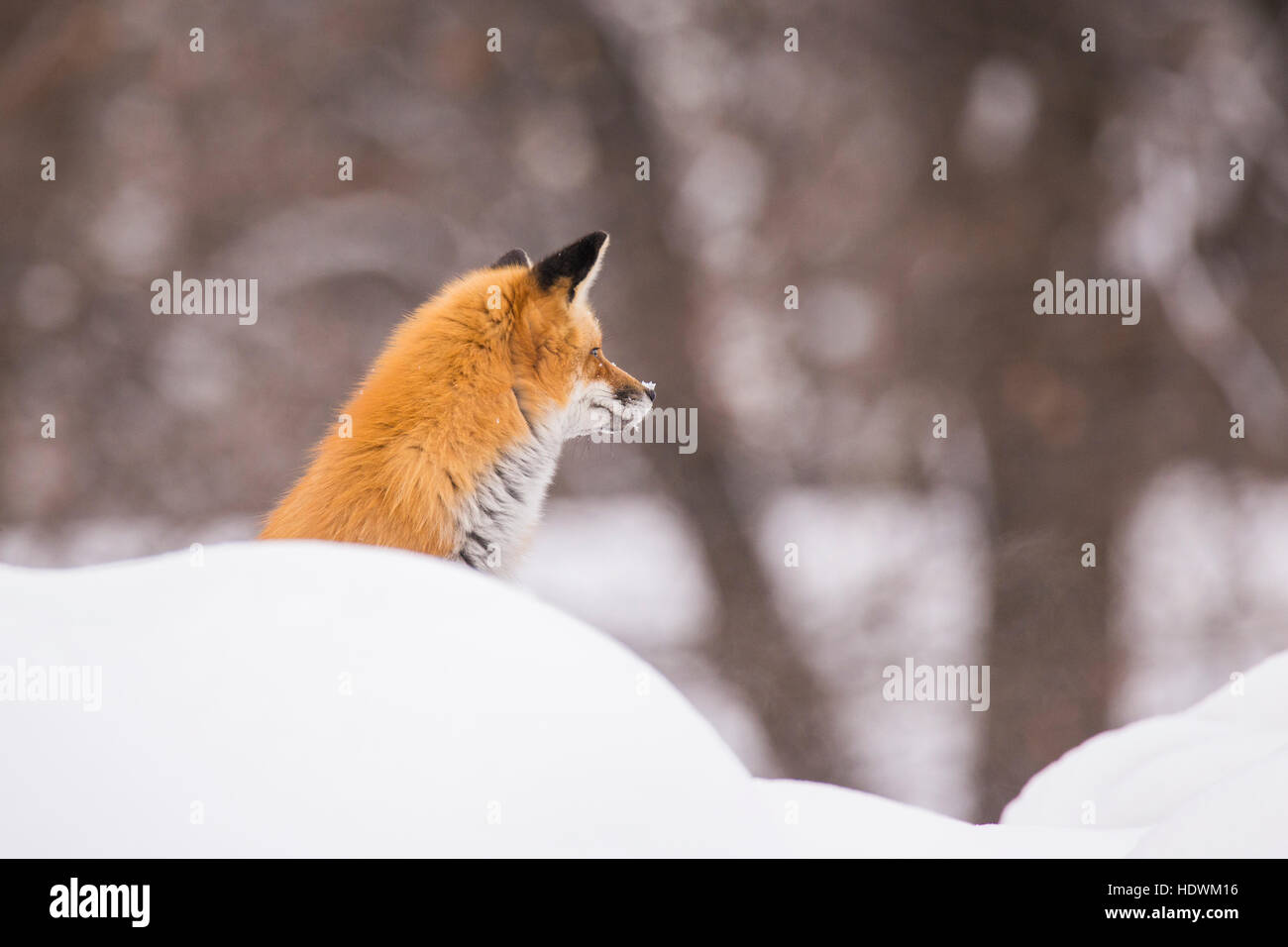 Male red fox in winter Stock Photo - Alamy