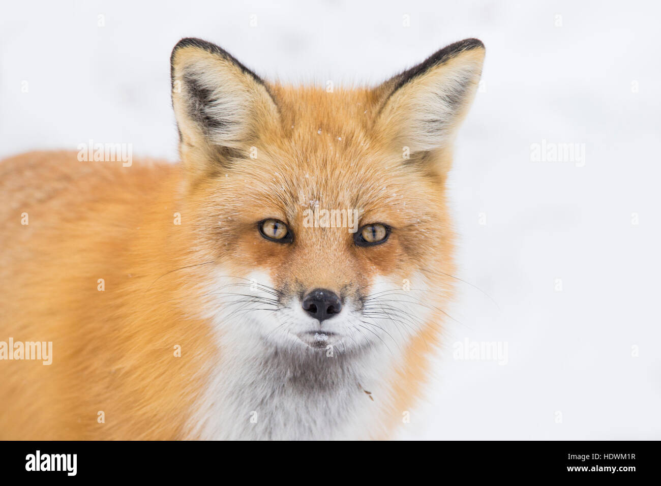 Male red fox in winter Stock Photo - Alamy