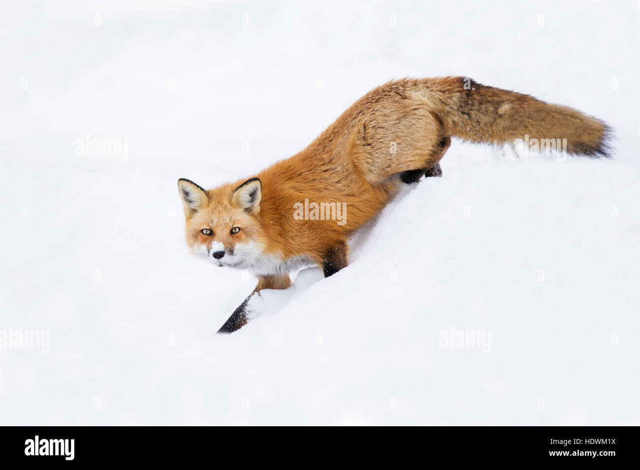 Male red fox in winter Stock Photo - Alamy