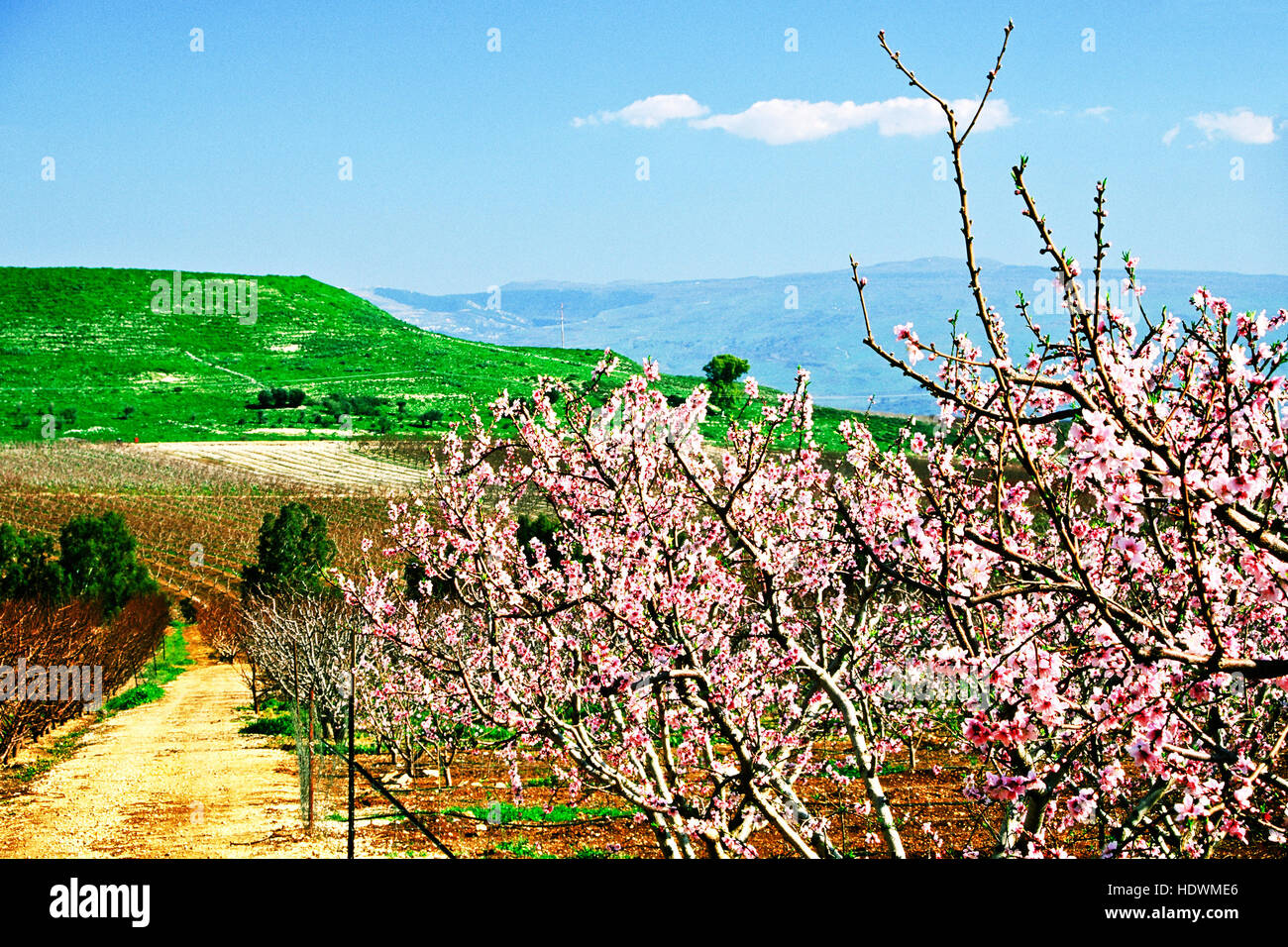 The blooming orchard Stock Photo - Alamy