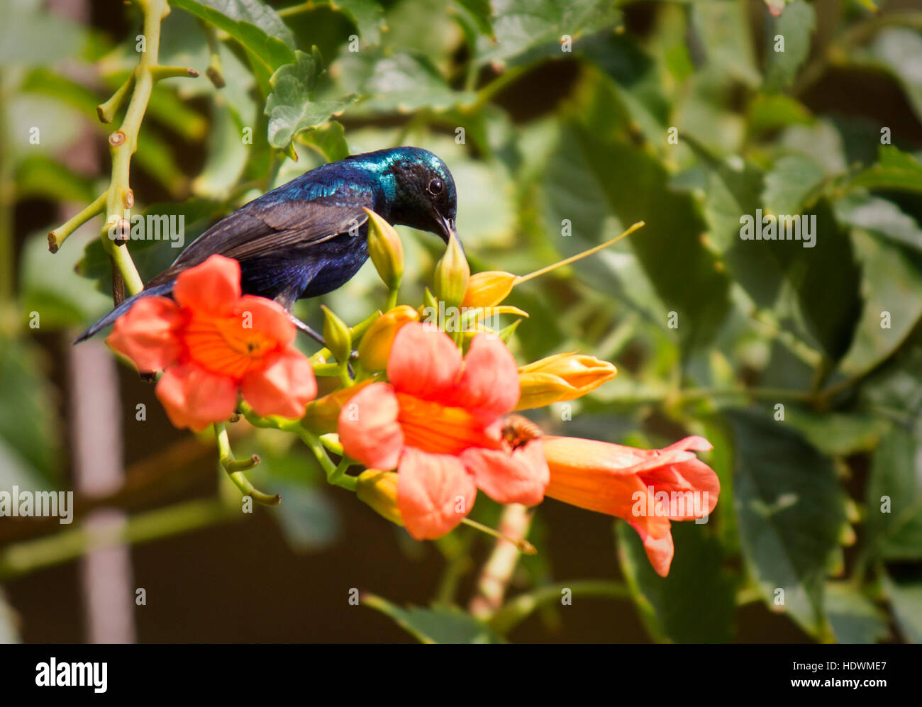Beauty of Nature Stock Photo - Alamy