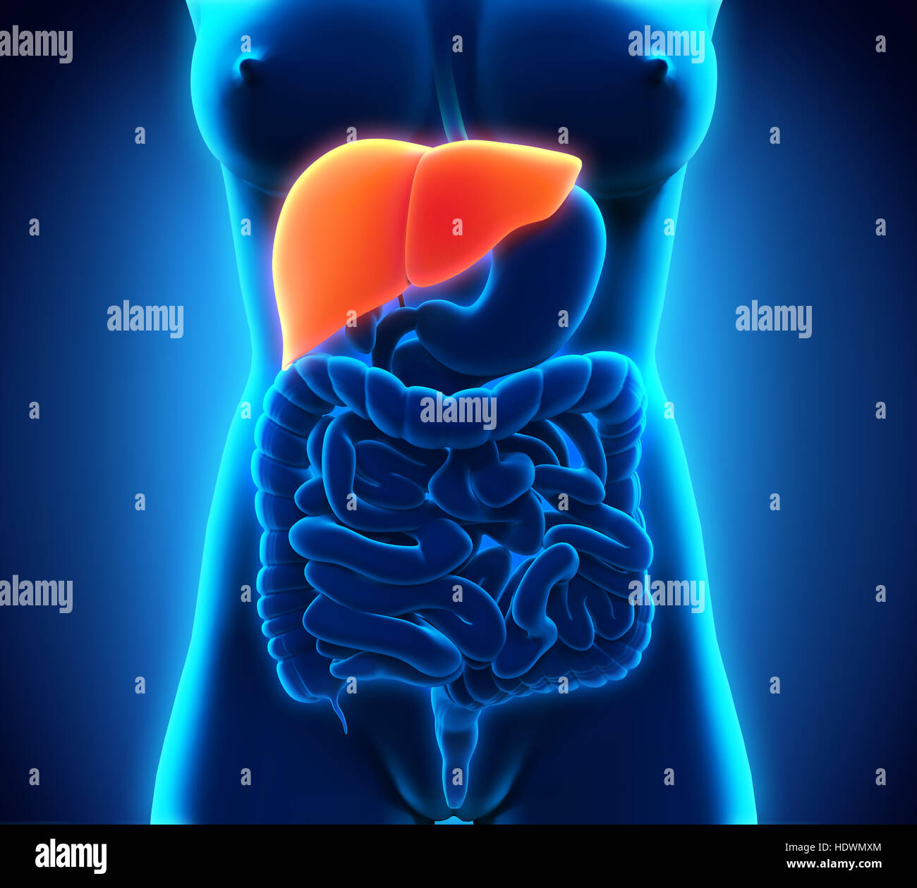 Healthy liver woman hi-res stock photography and images - Alamy