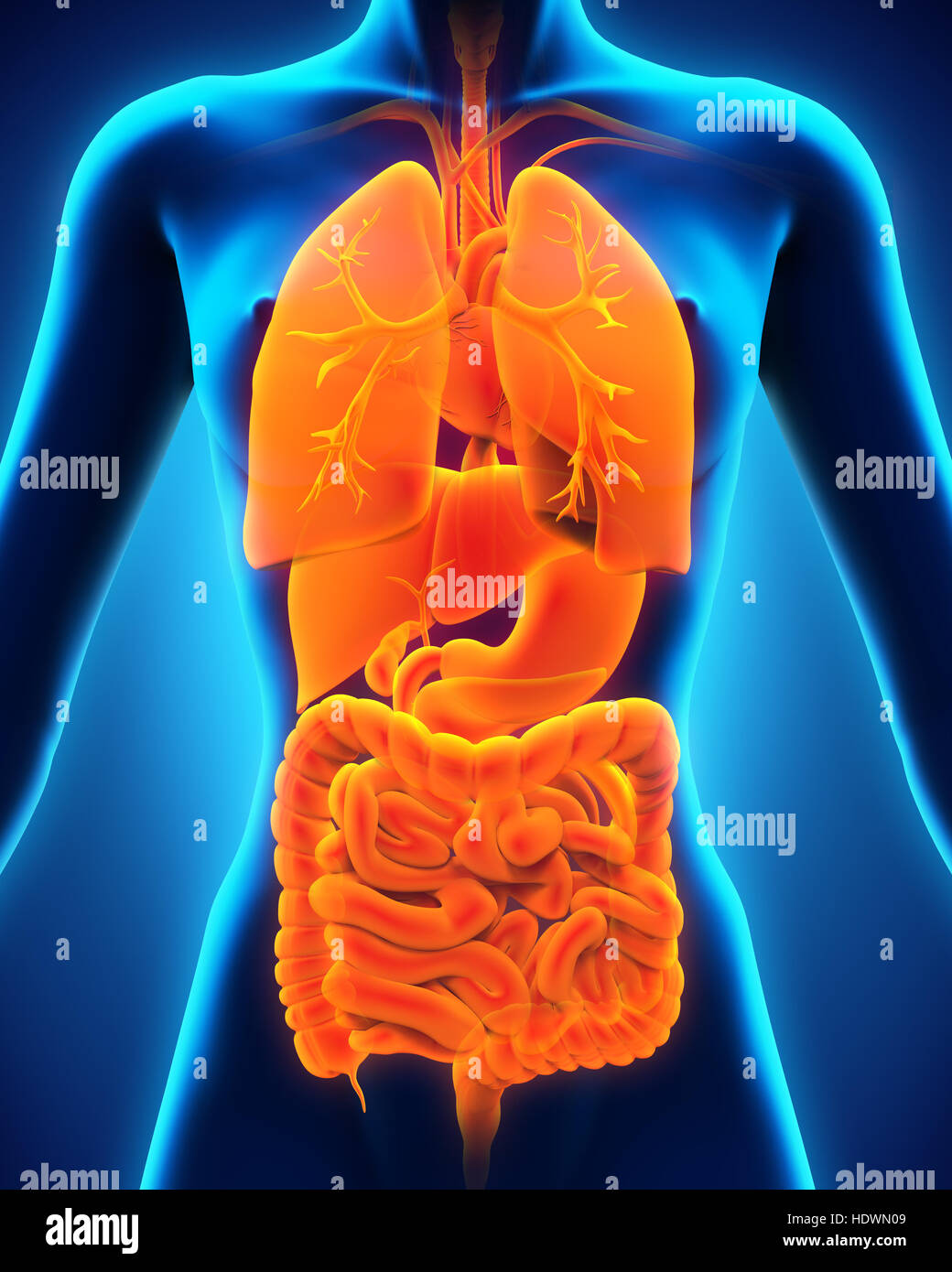 Anterior View of Human Body Stock Photo - Alamy