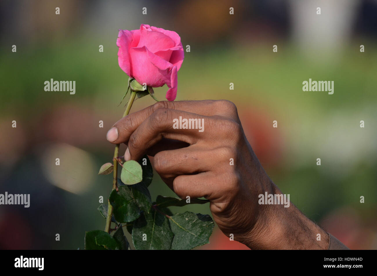 Lahore, Punjab, Pakistan. 14th Dec, 2016. Pakistani Flower wholesalers ...