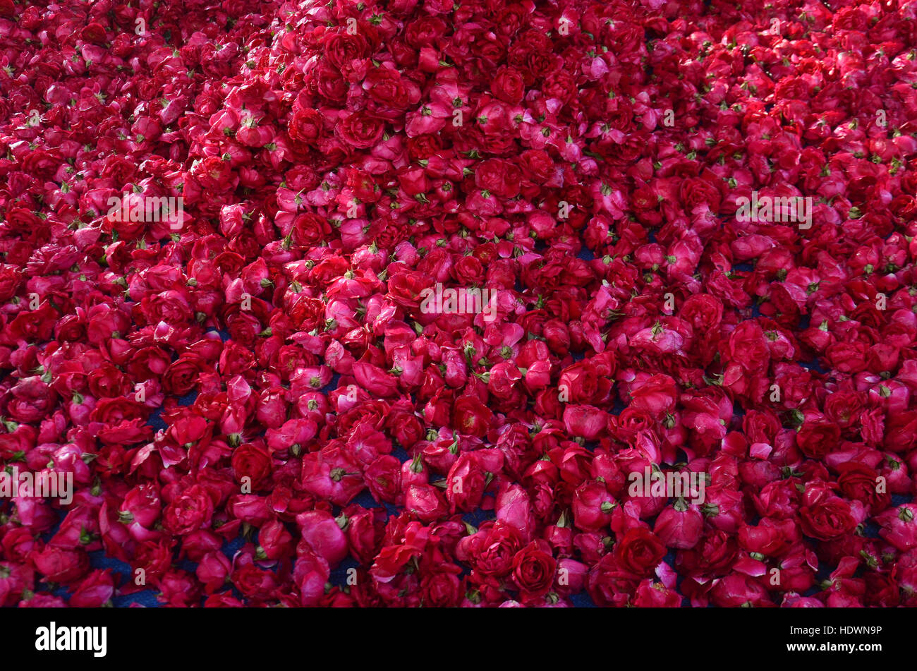 Lahore, Punjab, Pakistan. 14th Dec, 2016. Pakistani Flower wholesalers ...