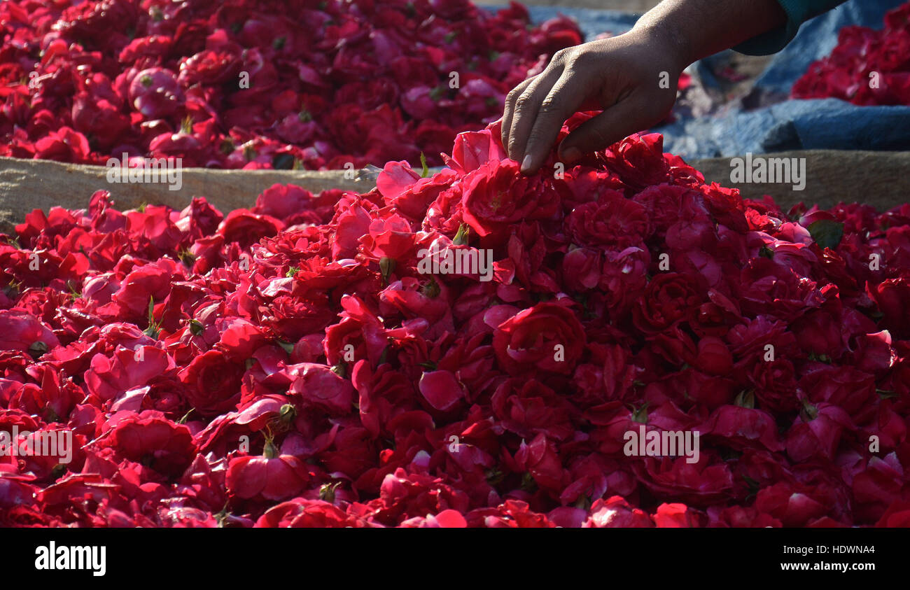 Lahore, Punjab, Pakistan. 14th Dec, 2016. Pakistani Flower wholesalers ...