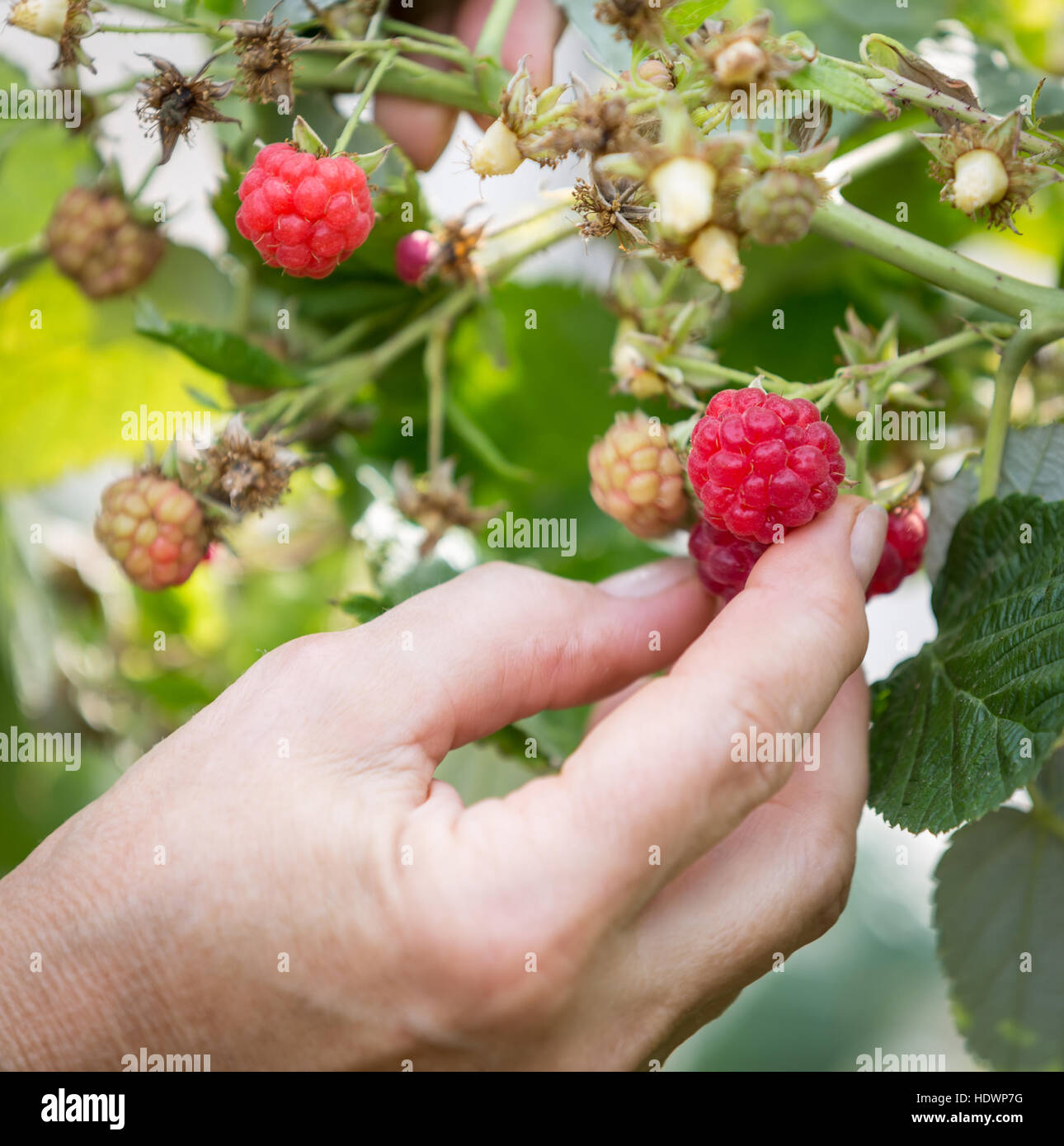 Growing bush sweet green hi-res stock photography and images - Alamy