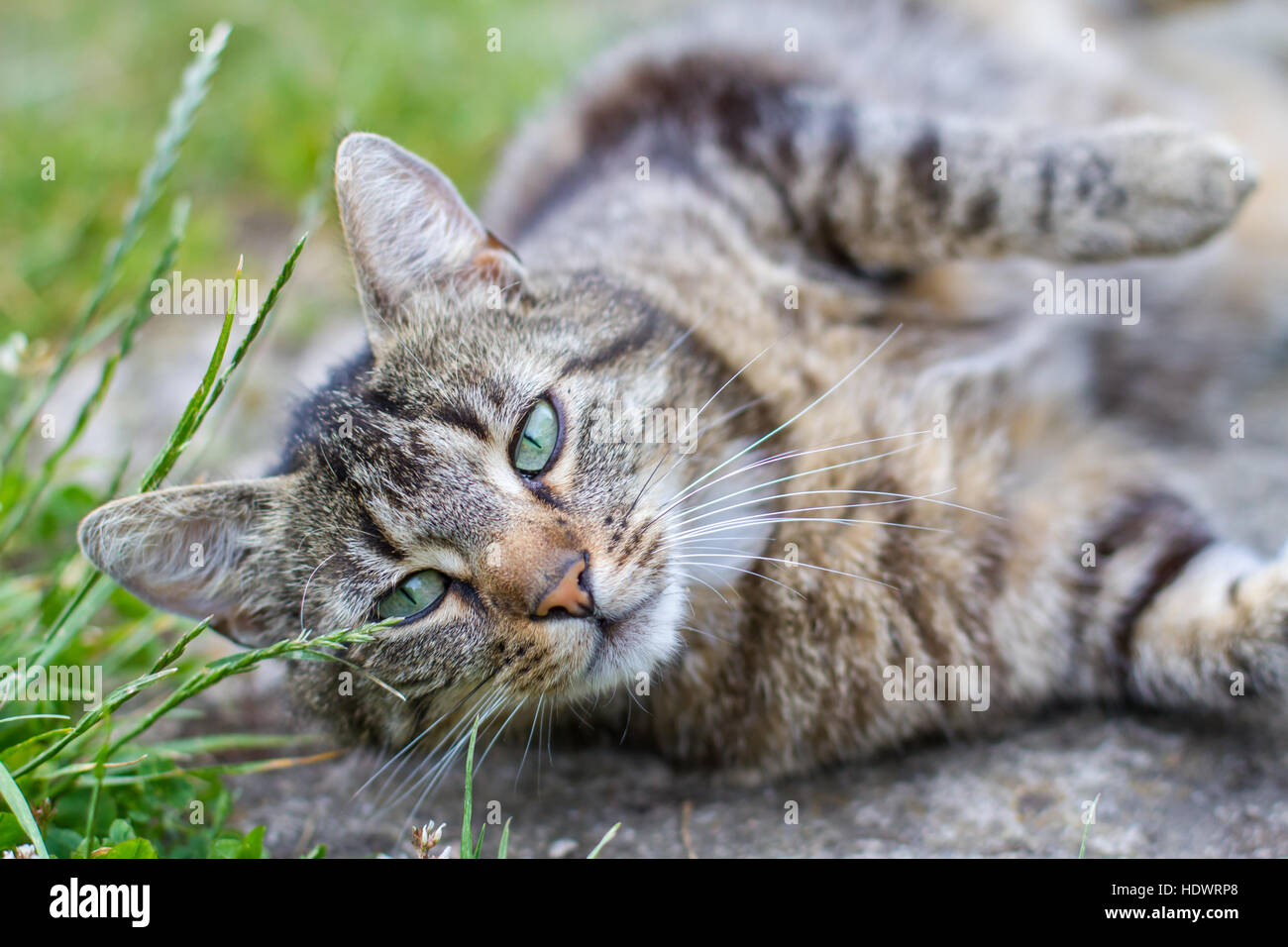 Brindle Cat Stock Photos & Brindle Cat Stock Images - Alamy