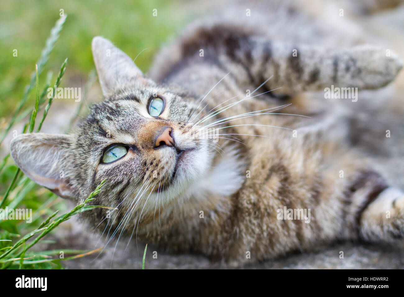 Tabby cat (Felis catus Stock Photo - Alamy