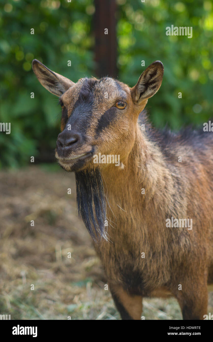 Goat (Capra aegagrus hircus Stock Photo - Alamy