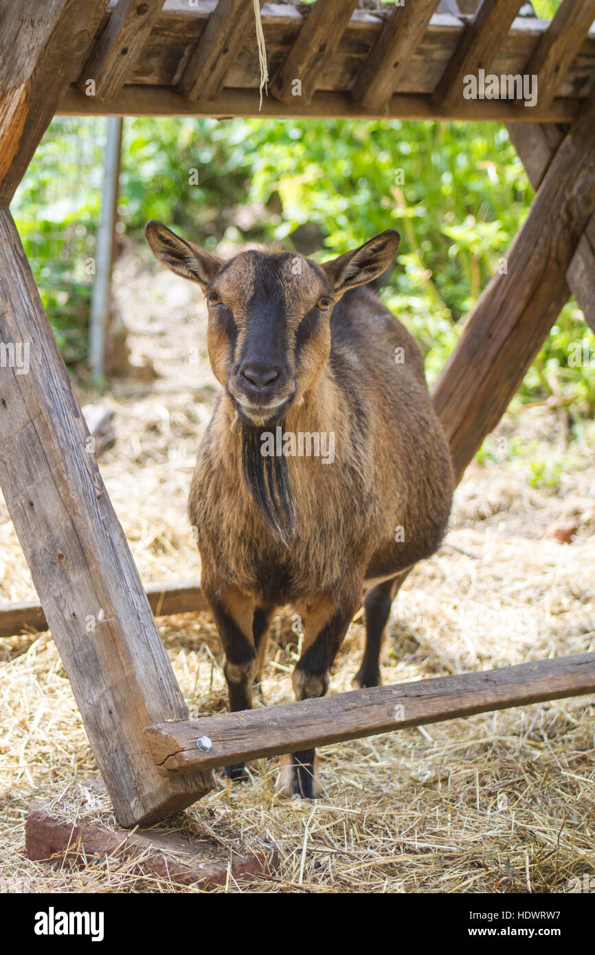 Goat (Capra aegagrus hircus Stock Photo - Alamy
