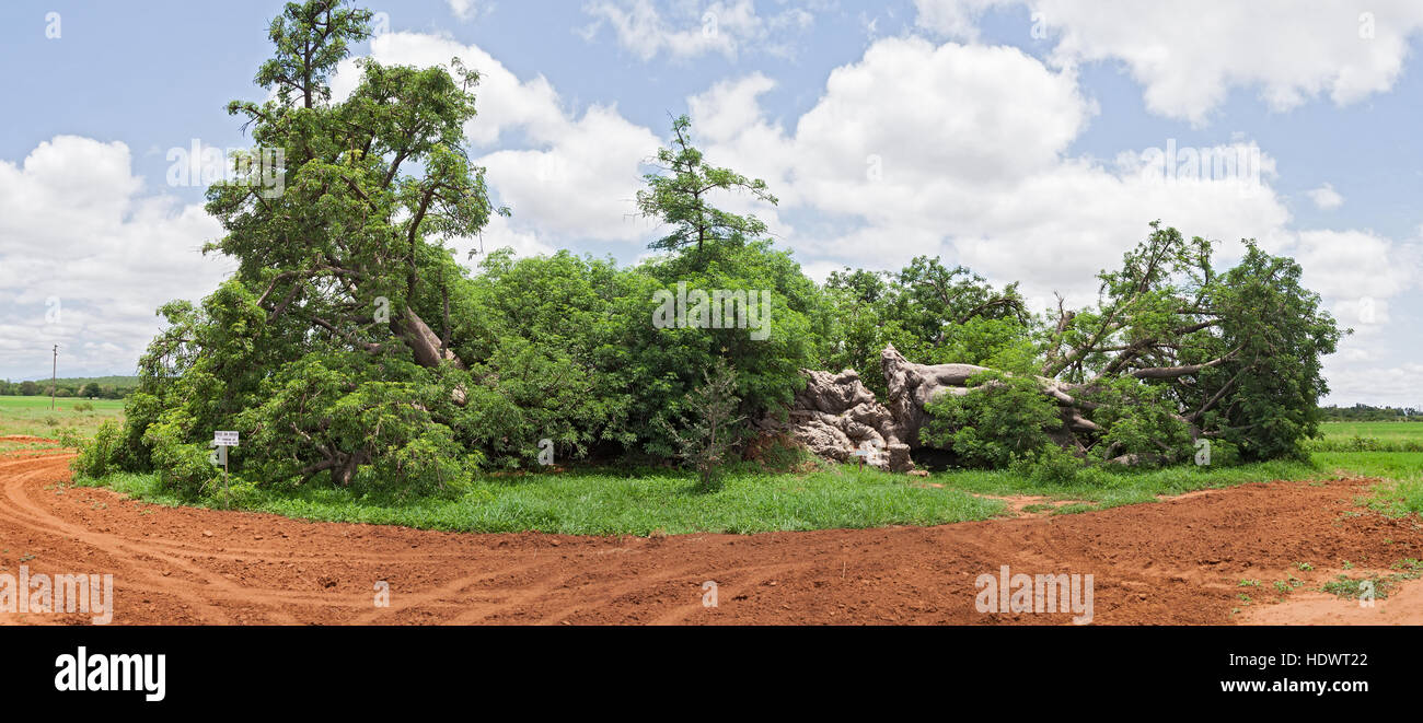 Great baobab tree in the west of Hoedspruit, South Africa Stock Photo ...