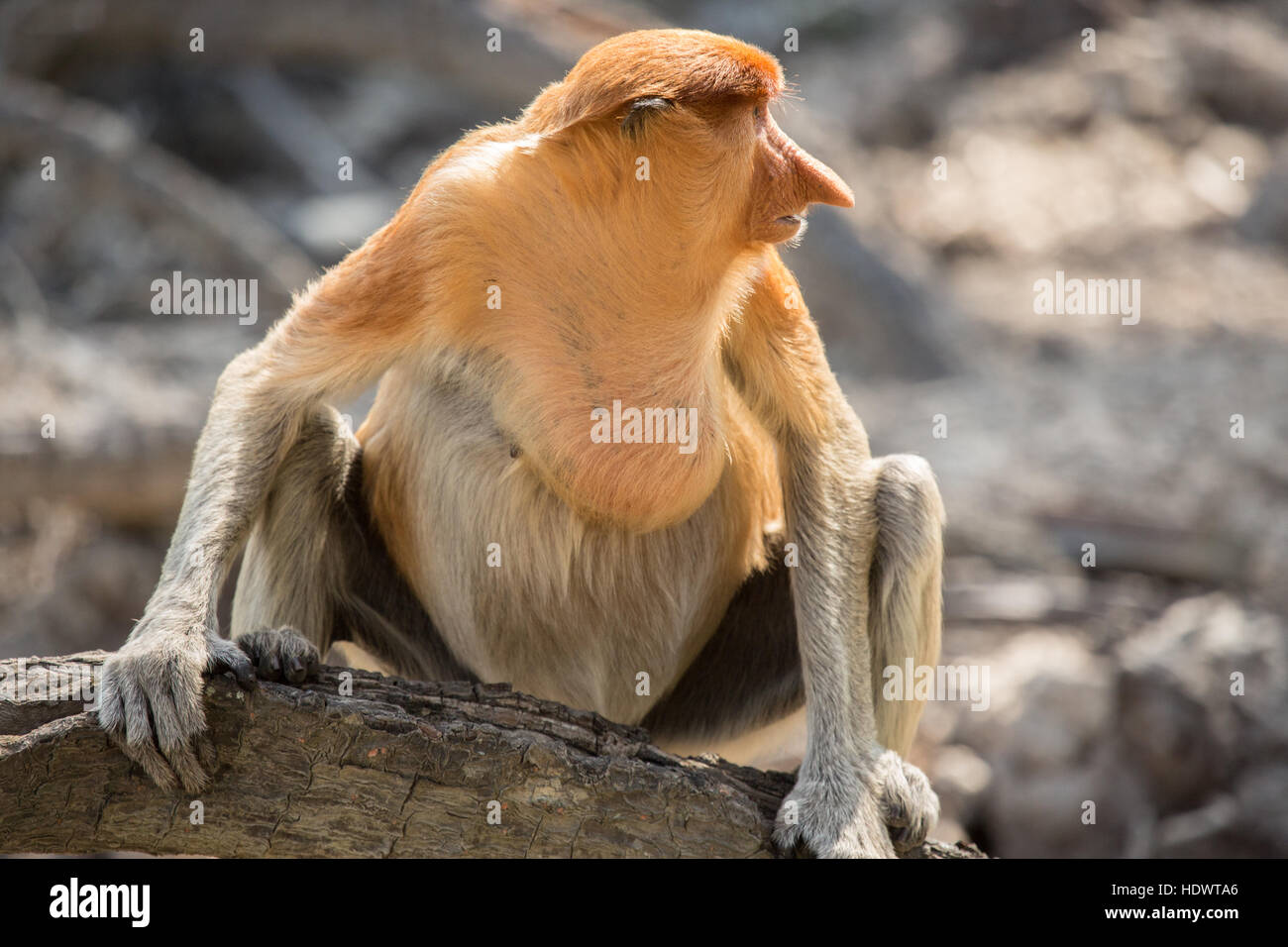 Portrait of fabulous long-nosed monkey, Borneo, Malaysia Stock Photo ...