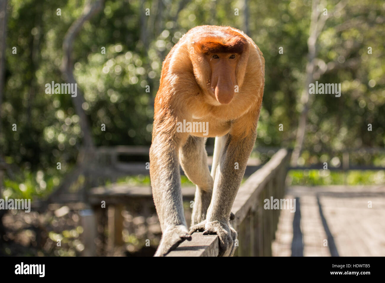 Portrait of fabulous long-nosed monkey, Borneo, Malaysia Stock Photo ...