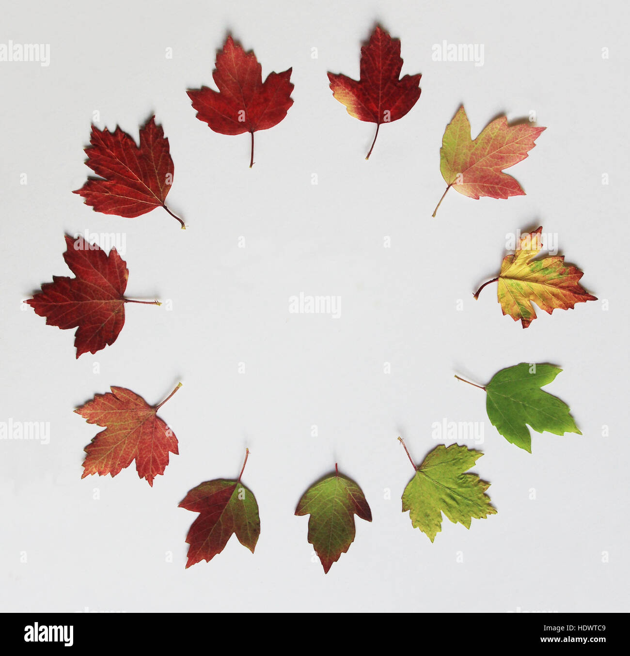 Circle of colorful leaves Stock Photo - Alamy