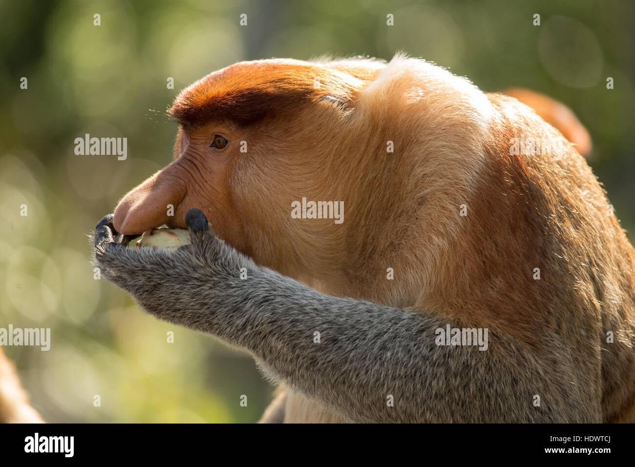 Portrait of fabulous long-nosed monkey, Borneo, Malaysia Stock Photo ...