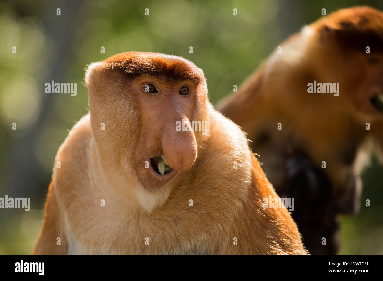 Portrait of fabulous long-nosed monkey, Borneo, Malaysia Stock Photo ...