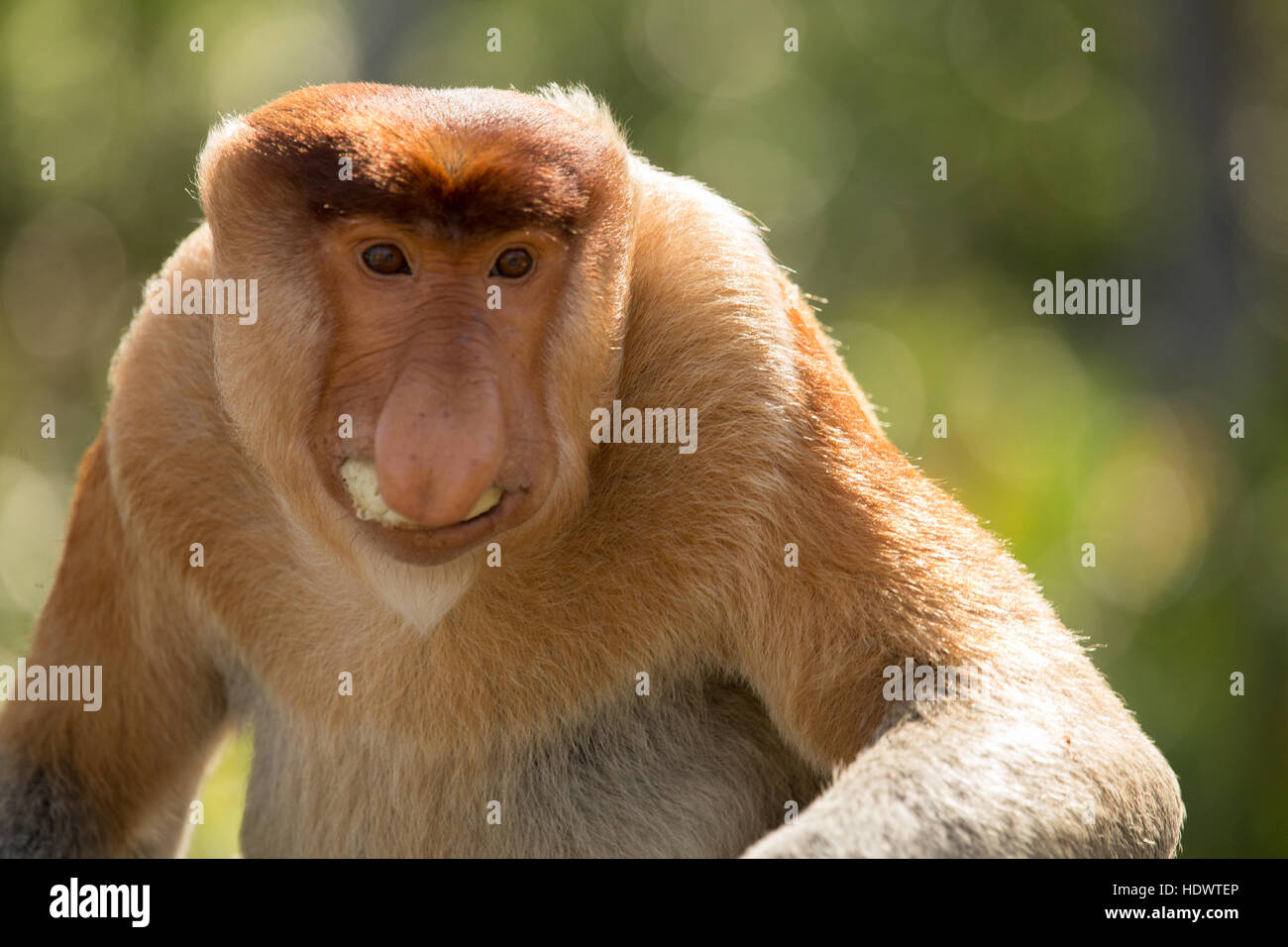 Portrait of fabulous long-nosed monkey, Borneo, Malaysia Stock Photo ...