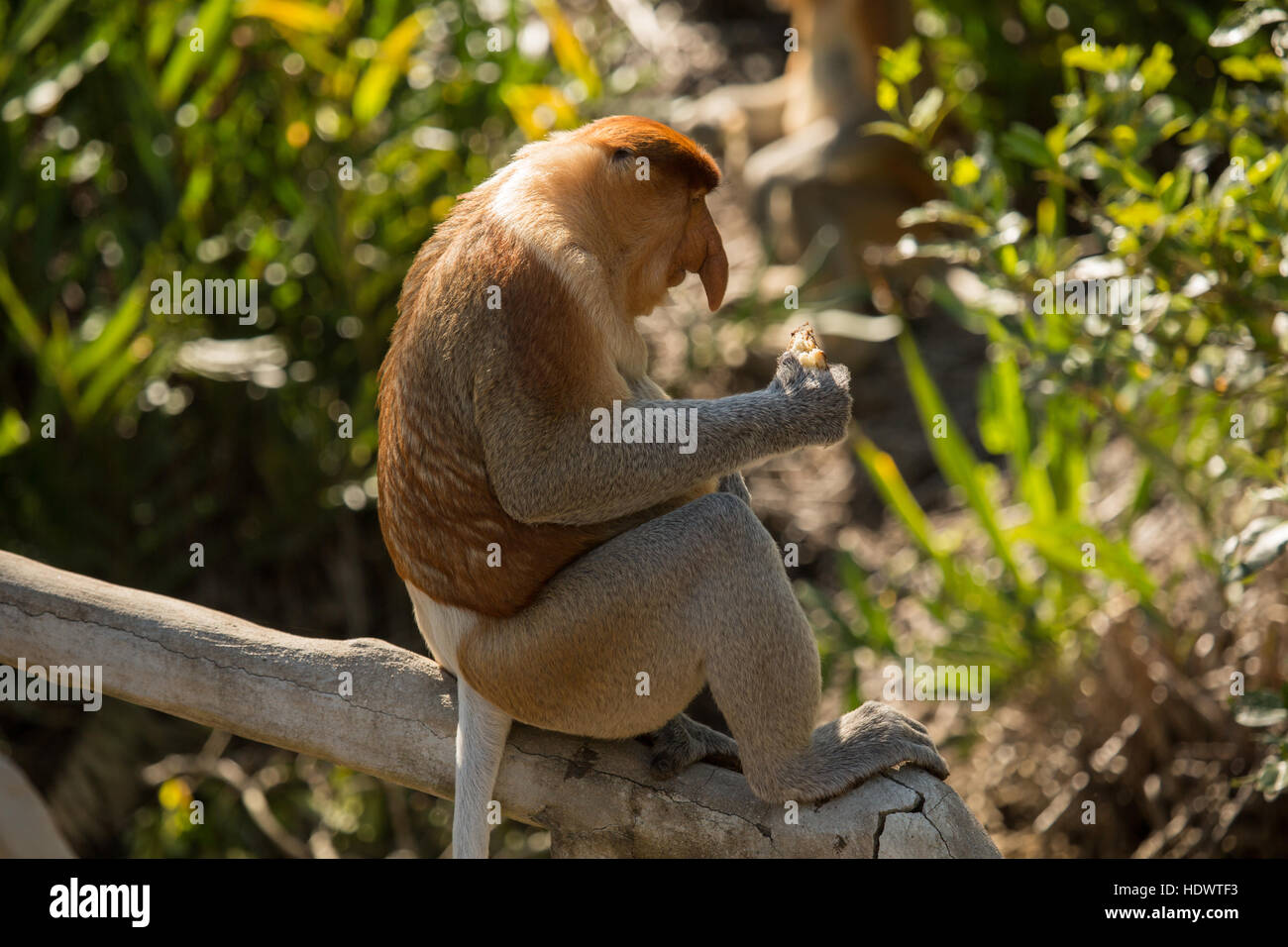 Portrait of fabulous long-nosed monkey, Borneo, Malaysia Stock Photo ...