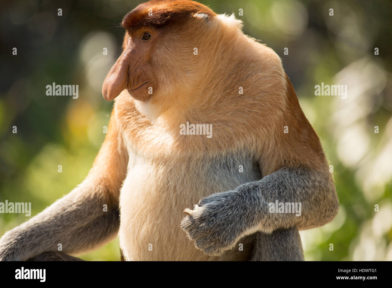 Portrait of fabulous long-nosed monkey, Borneo, Malaysia Stock Photo ...