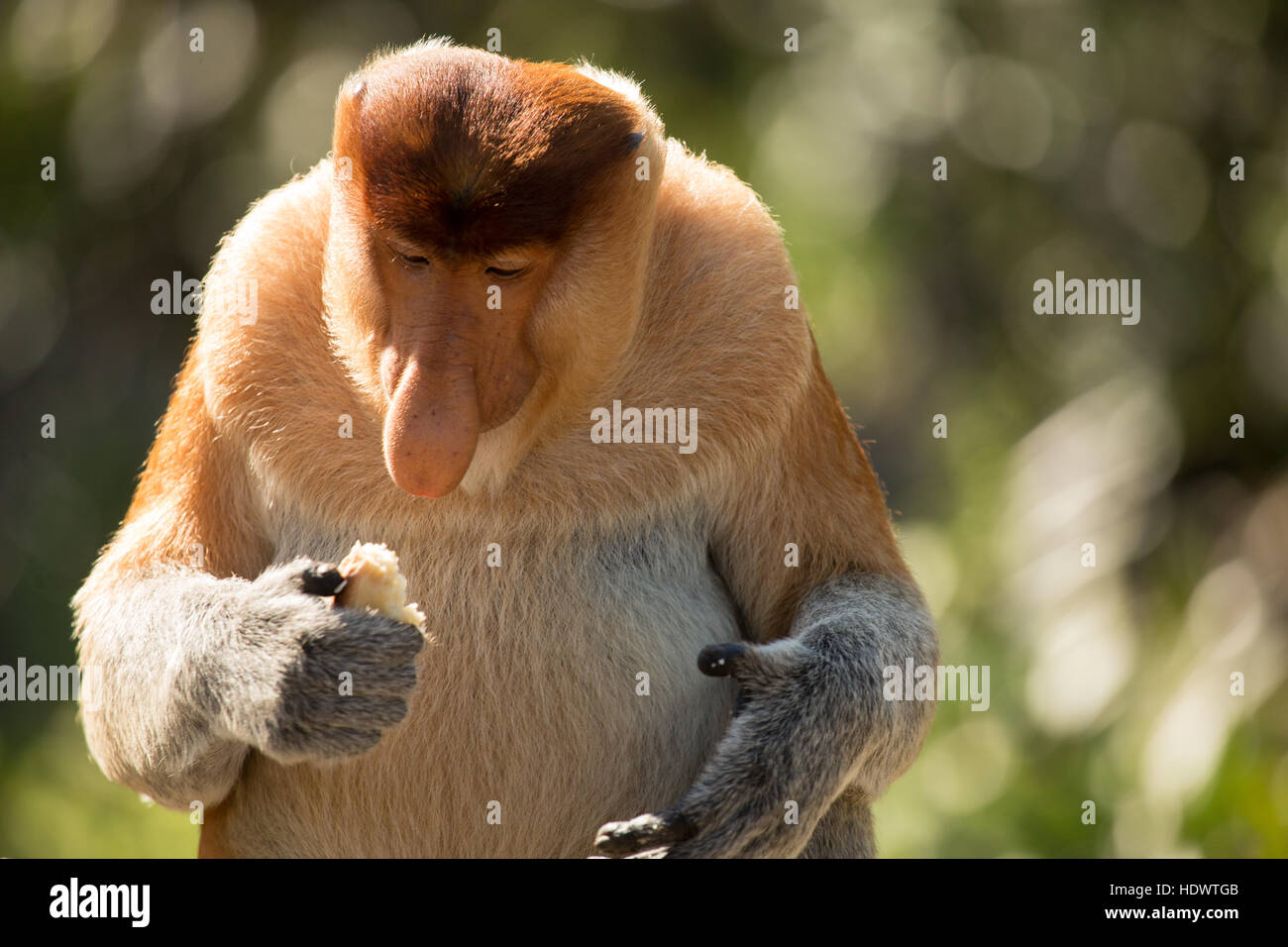 Portrait of fabulous long-nosed monkey, Borneo, Malaysia Stock Photo ...