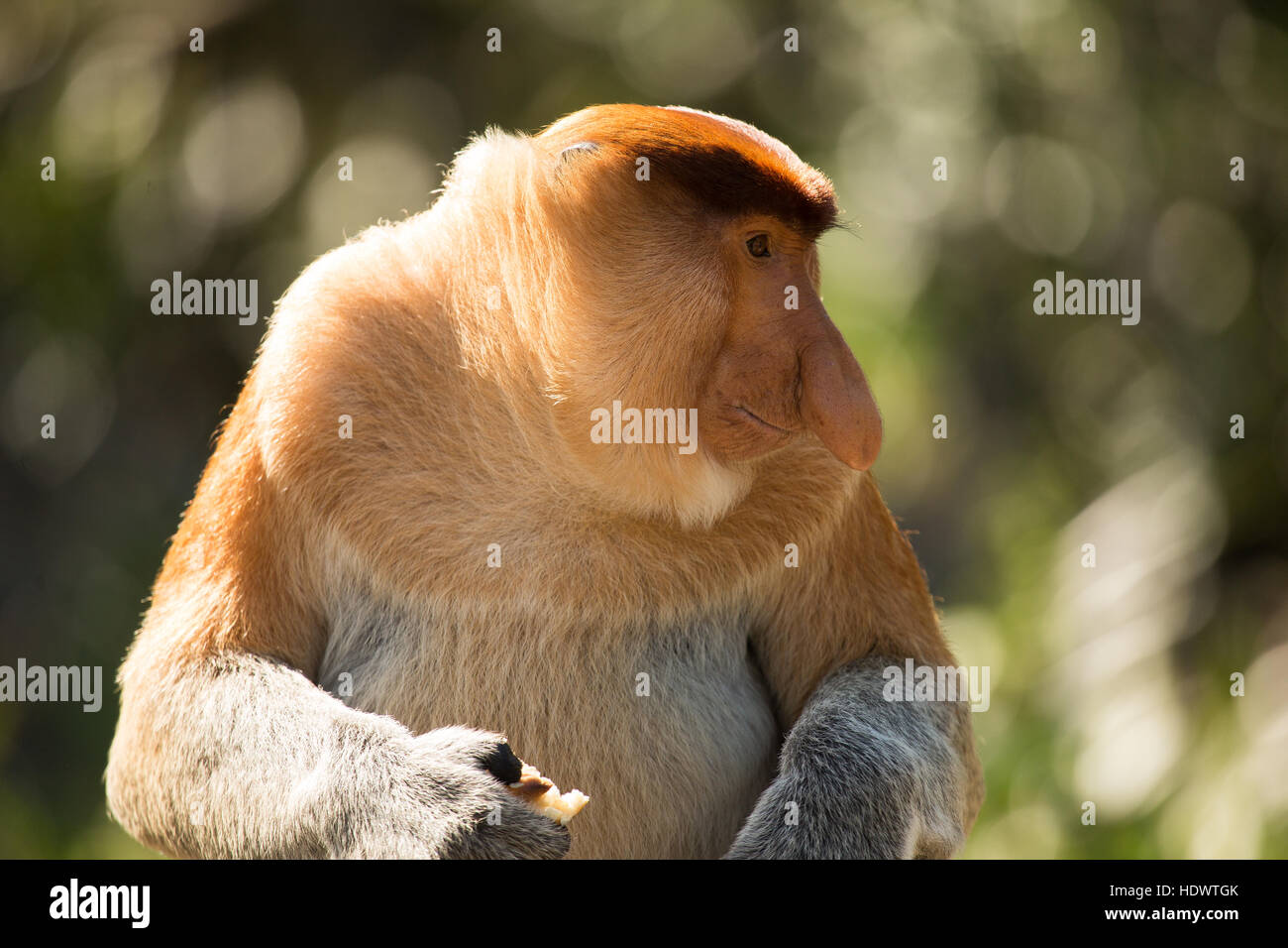 Portrait of fabulous long-nosed monkey, Borneo, Malaysia Stock Photo ...