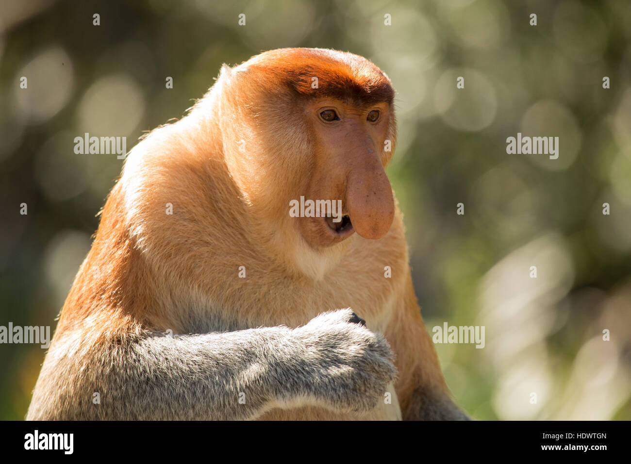 Portrait of fabulous long-nosed monkey, Borneo, Malaysia Stock Photo ...
