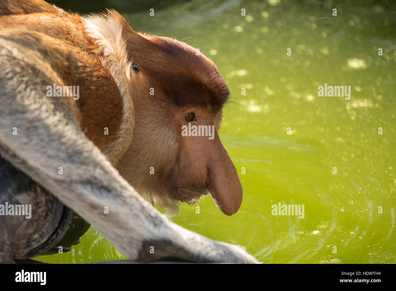 Portrait of fabulous long-nosed monkey, Borneo, Malaysia Stock Photo ...