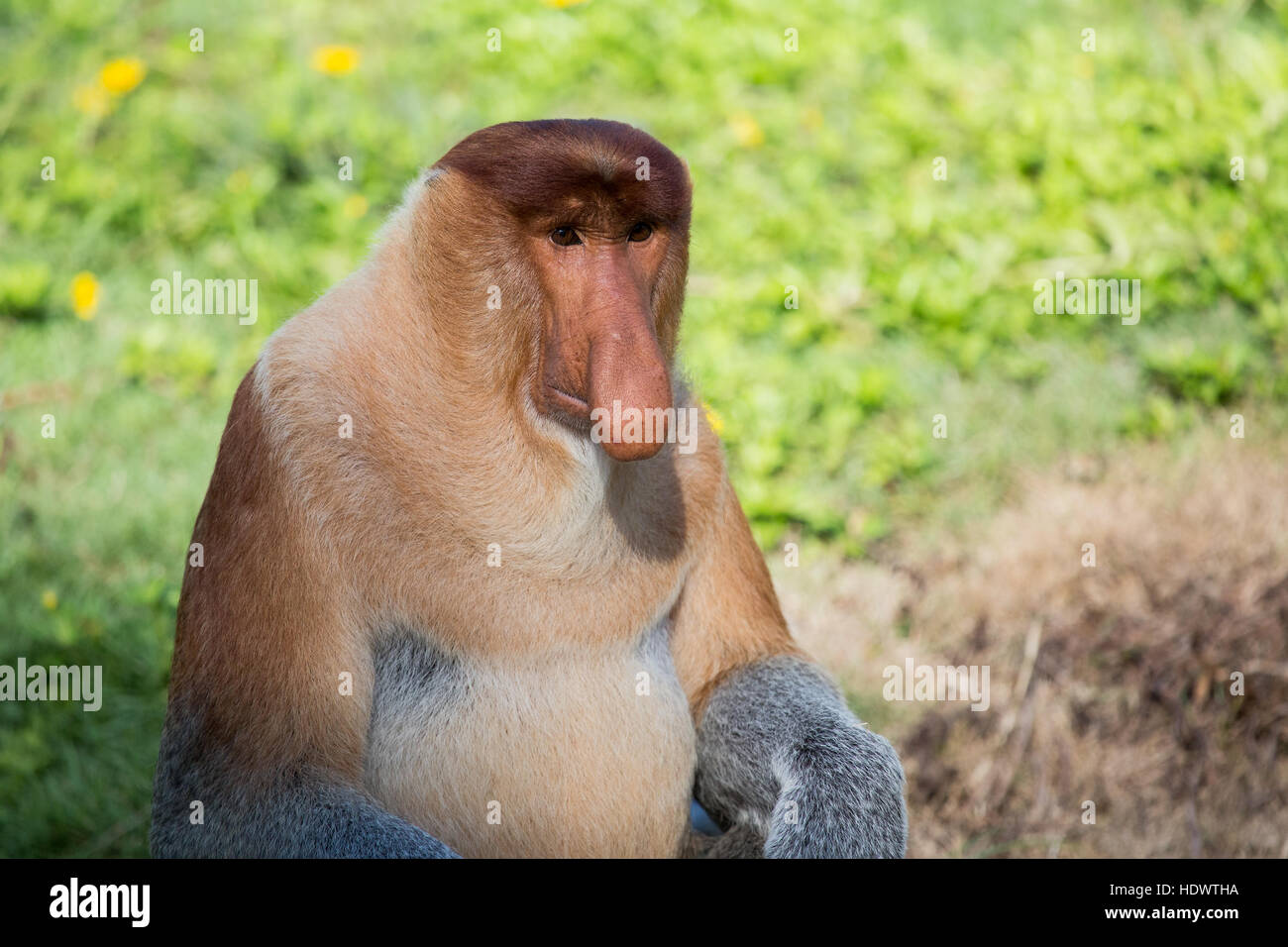 Portrait of fabulous long-nosed monkey, Borneo, Malaysia Stock Photo ...