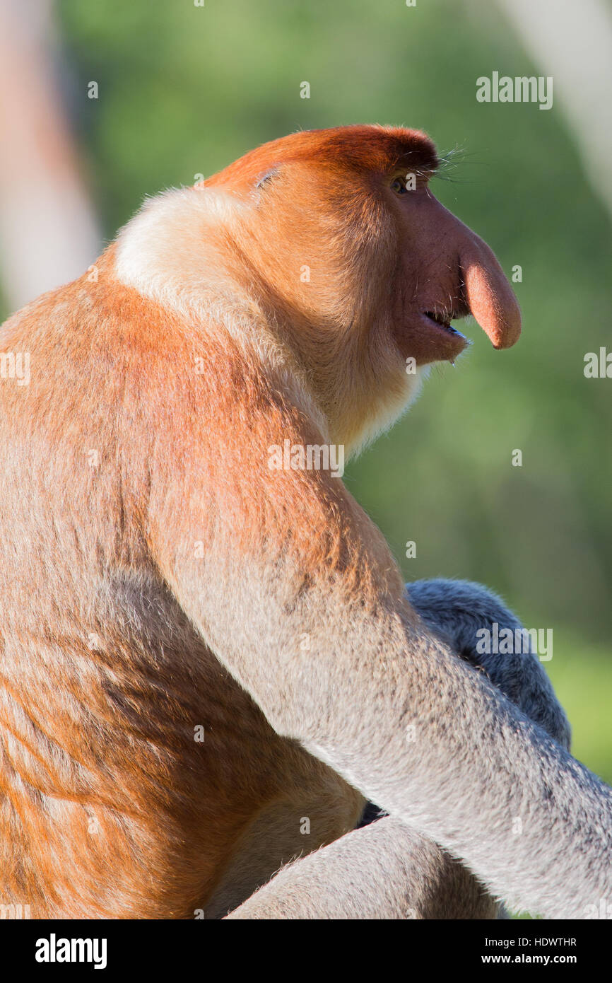 Portrait of fabulous long-nosed monkey, Borneo, Malaysia Stock Photo ...