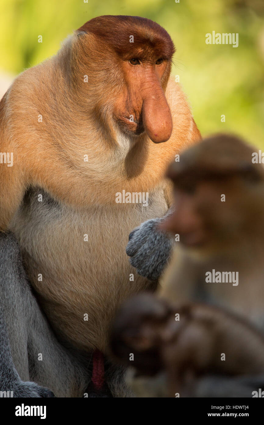 Portrait of fabulous long-nosed monkey, Borneo, Malaysia Stock Photo ...