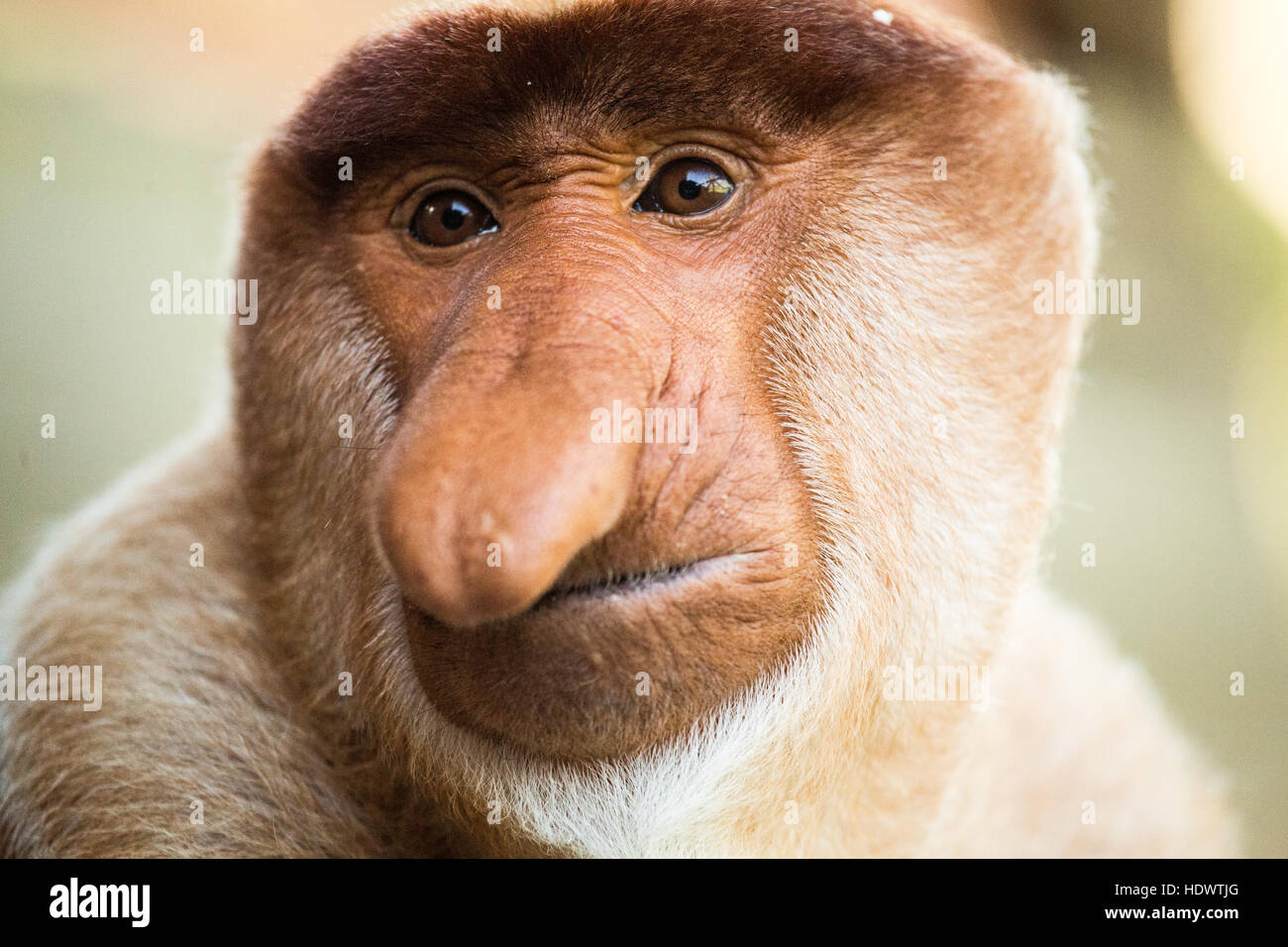 Portrait of fabulous long-nosed monkey, Borneo, Malaysia Stock Photo ...