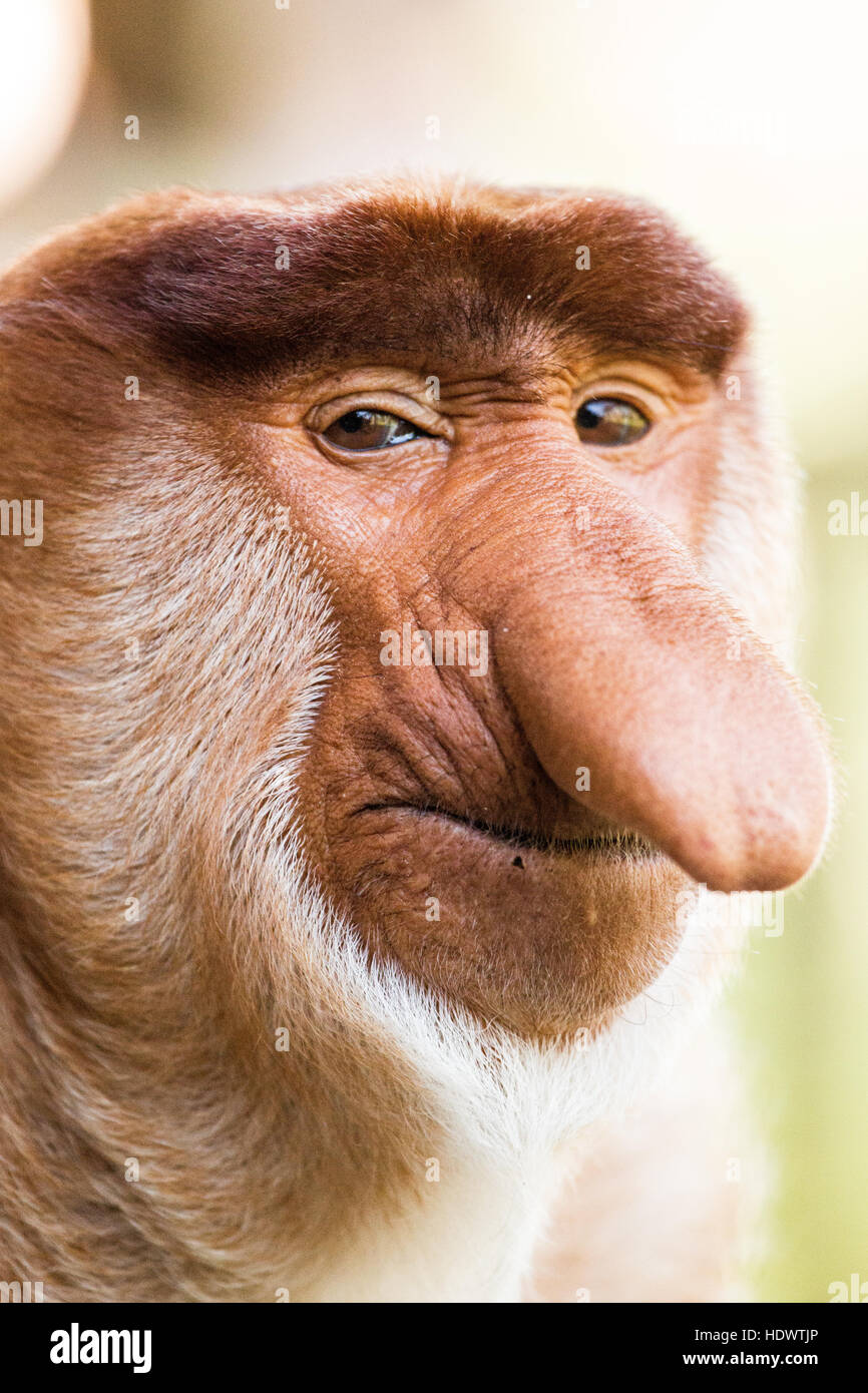 Proboscis monkey red nose hi-res stock photography and images - Alamy