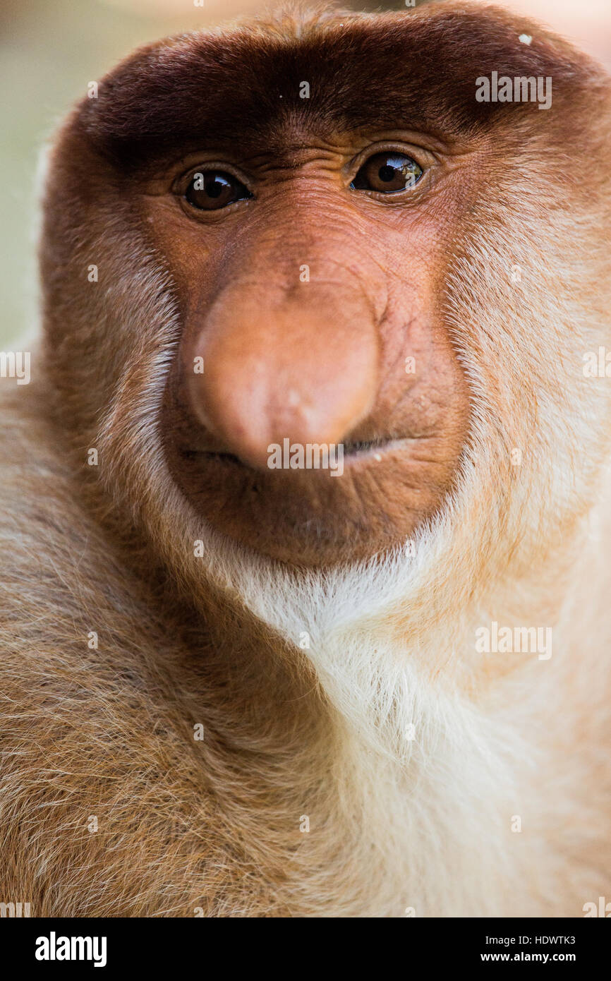 Portrait of fabulous long-nosed monkey, Borneo, Malaysia Stock Photo ...