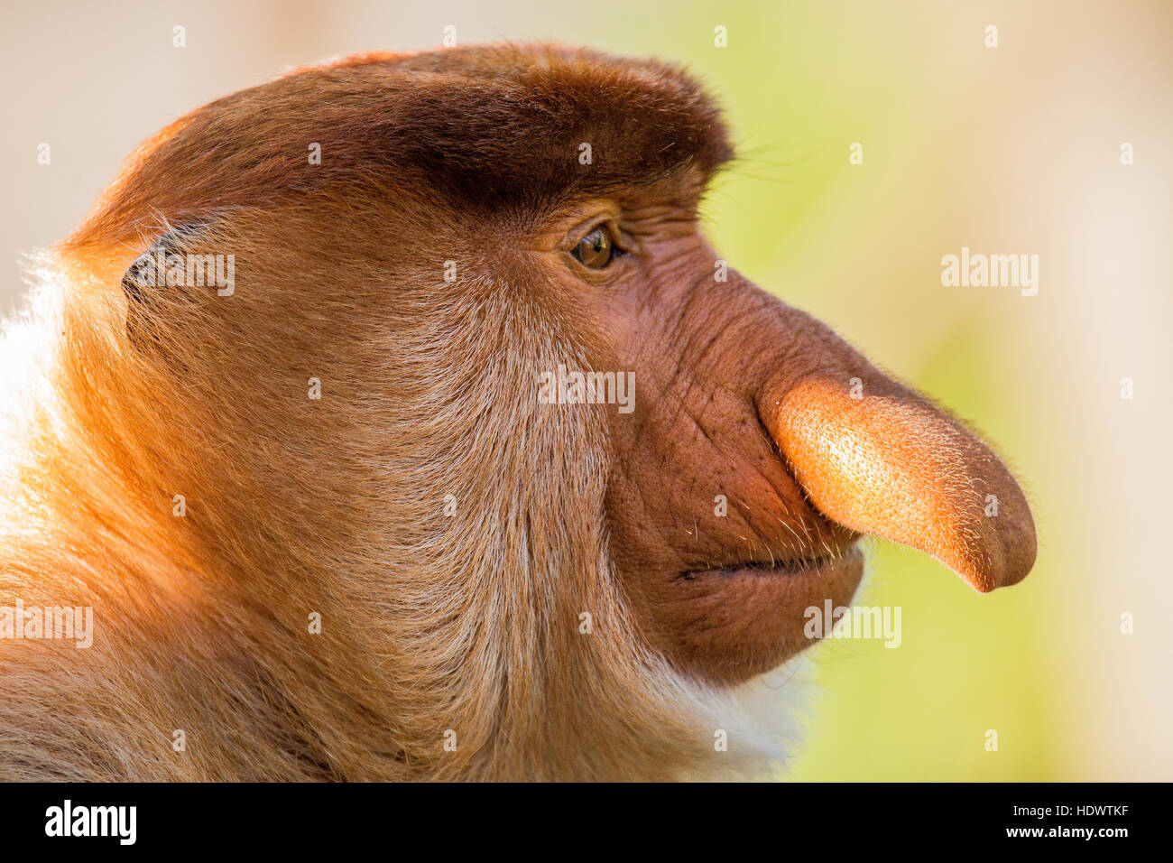 Portrait of fabulous long-nosed monkey, Borneo, Malaysia Stock Photo ...